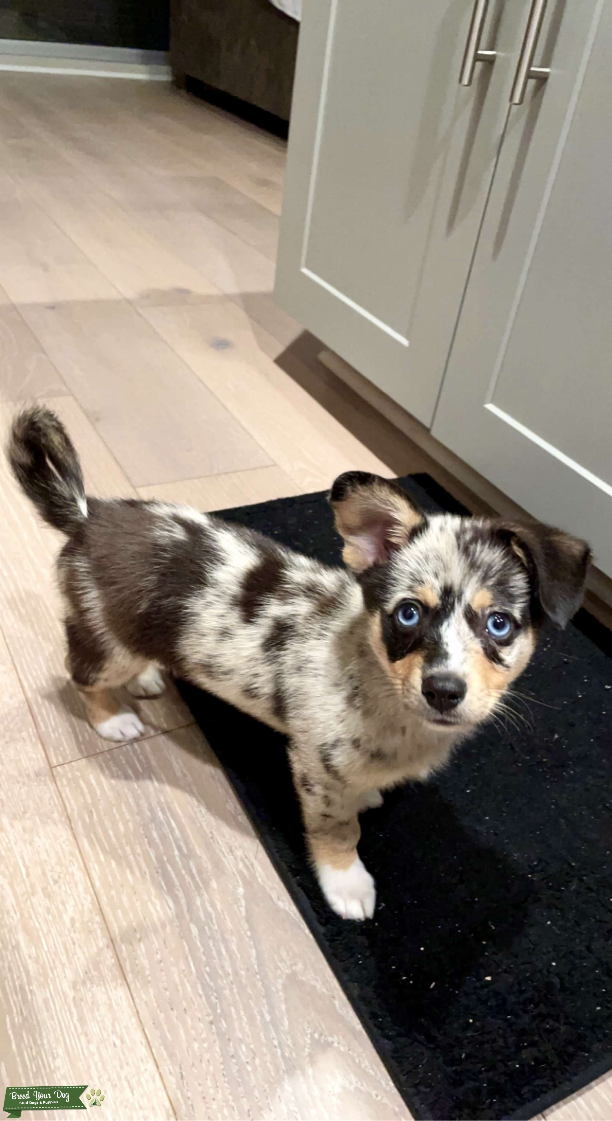 Blue Merle Corgi Mix - Stud Dog in Connecticut, Lithuania | Breed Your Dog