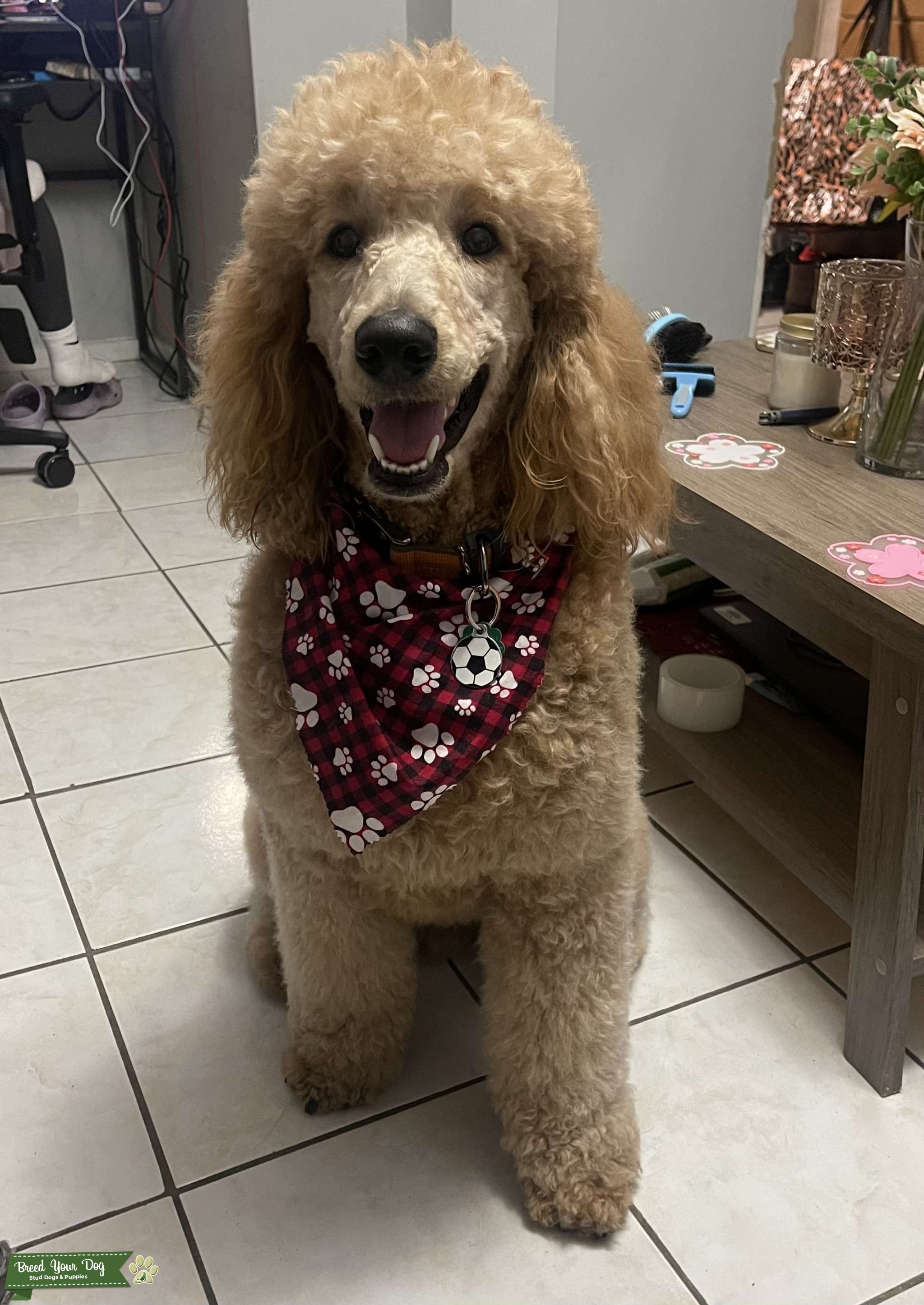 Purebred Standard Poodle - Stud Dog in Cicero, IL, the United States ...