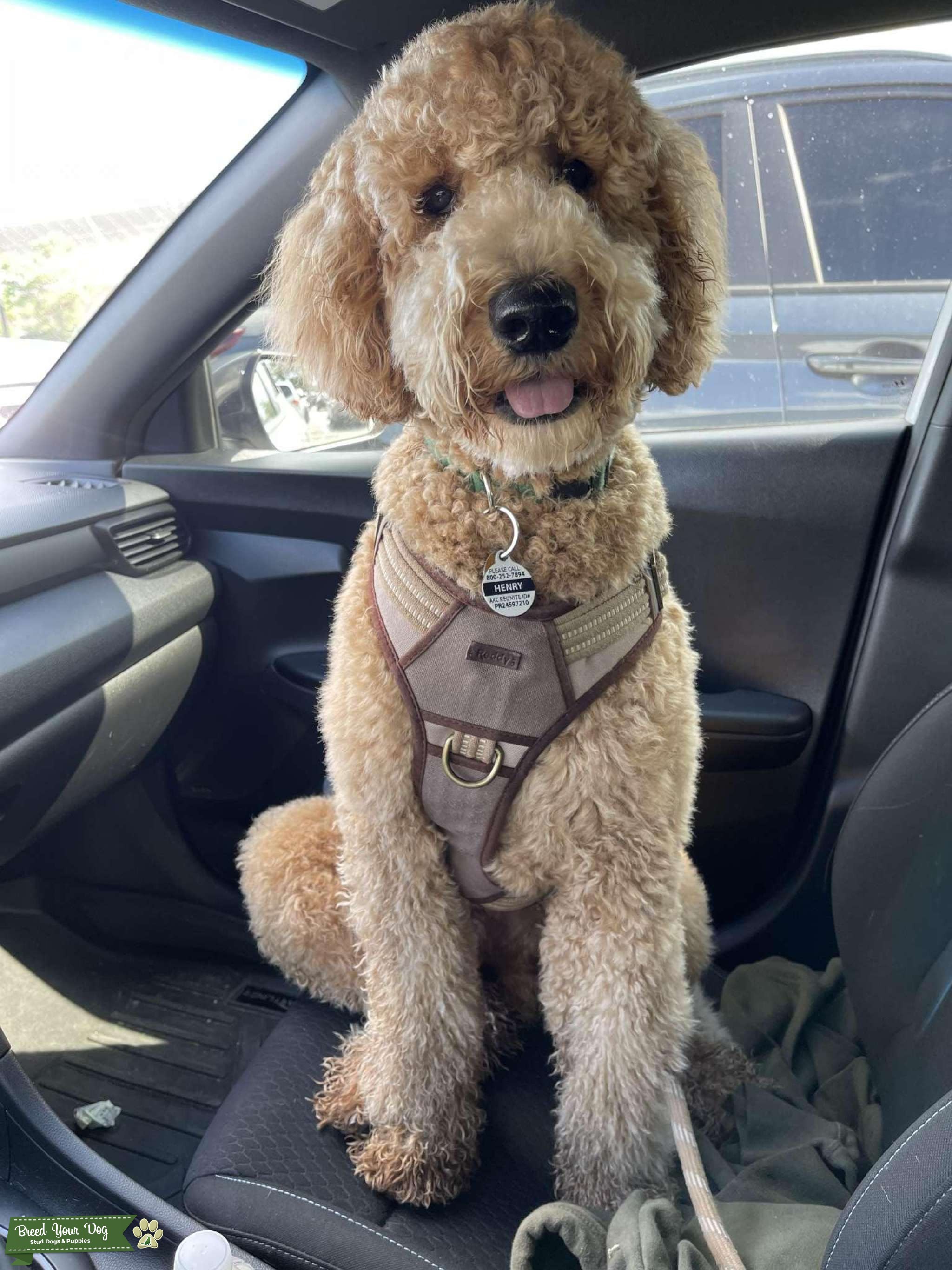 Purebred Standard Poodle - Stud Dog in Cicero, IL, the United States ...