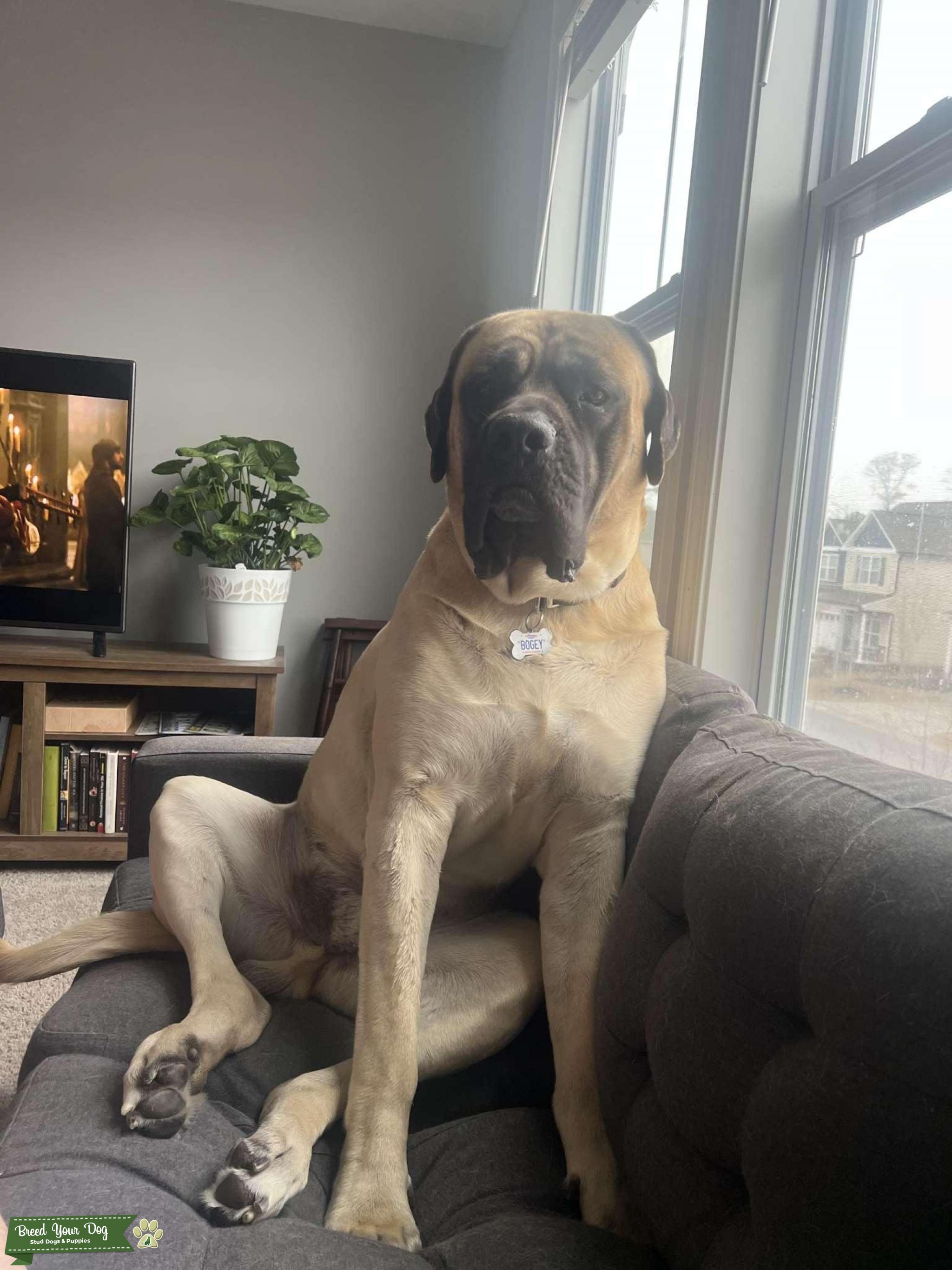 Mastiff Stud - Stud Dog in North Carolina, United States | Breed Your Dog