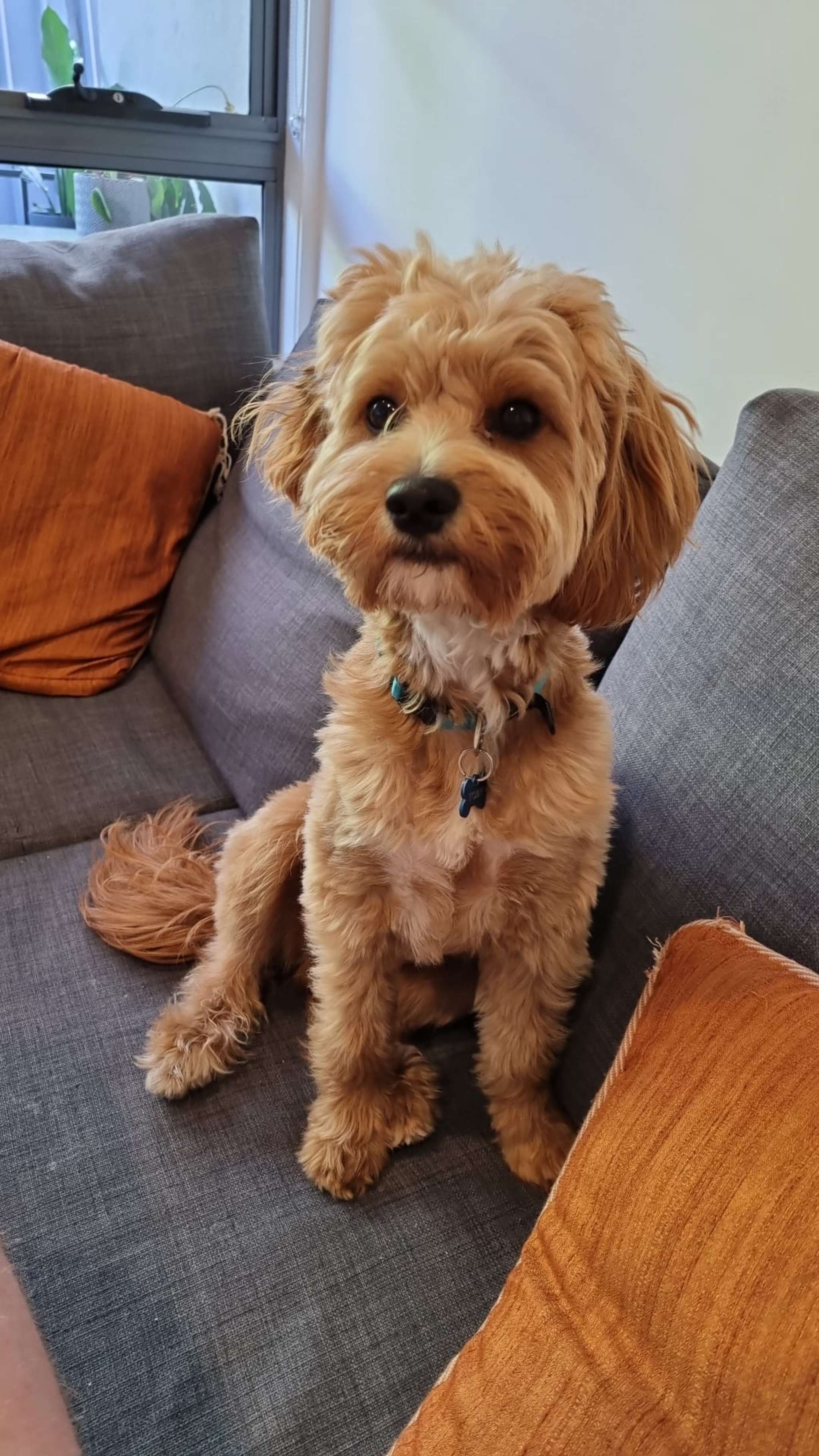 Toy Cavoodle for stud in Melbourne - Stud Dog in Victoria , Australia ...