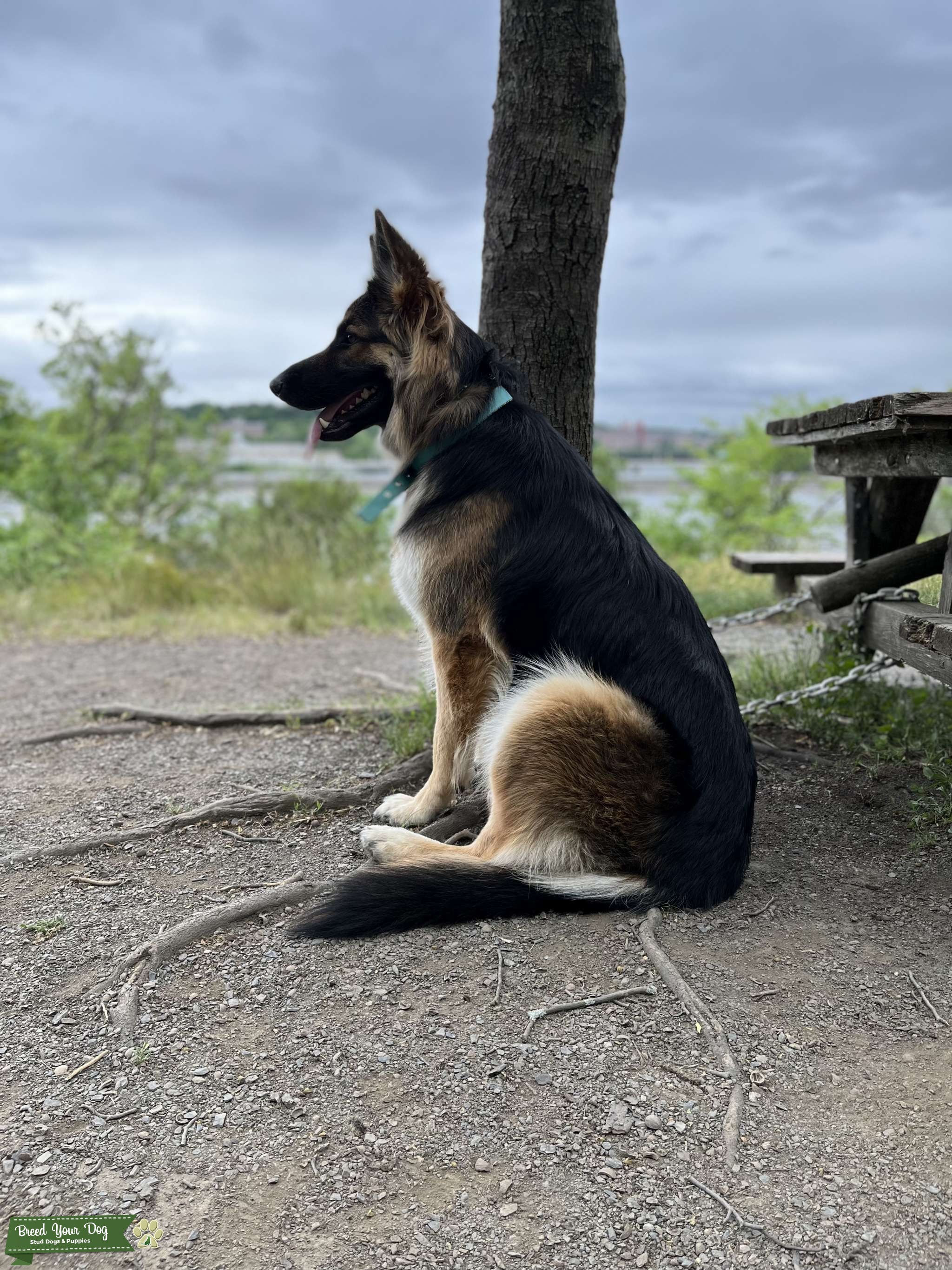 Looking for a mate for my Lady - Stud Dog in Albany NY, the United Arab ...