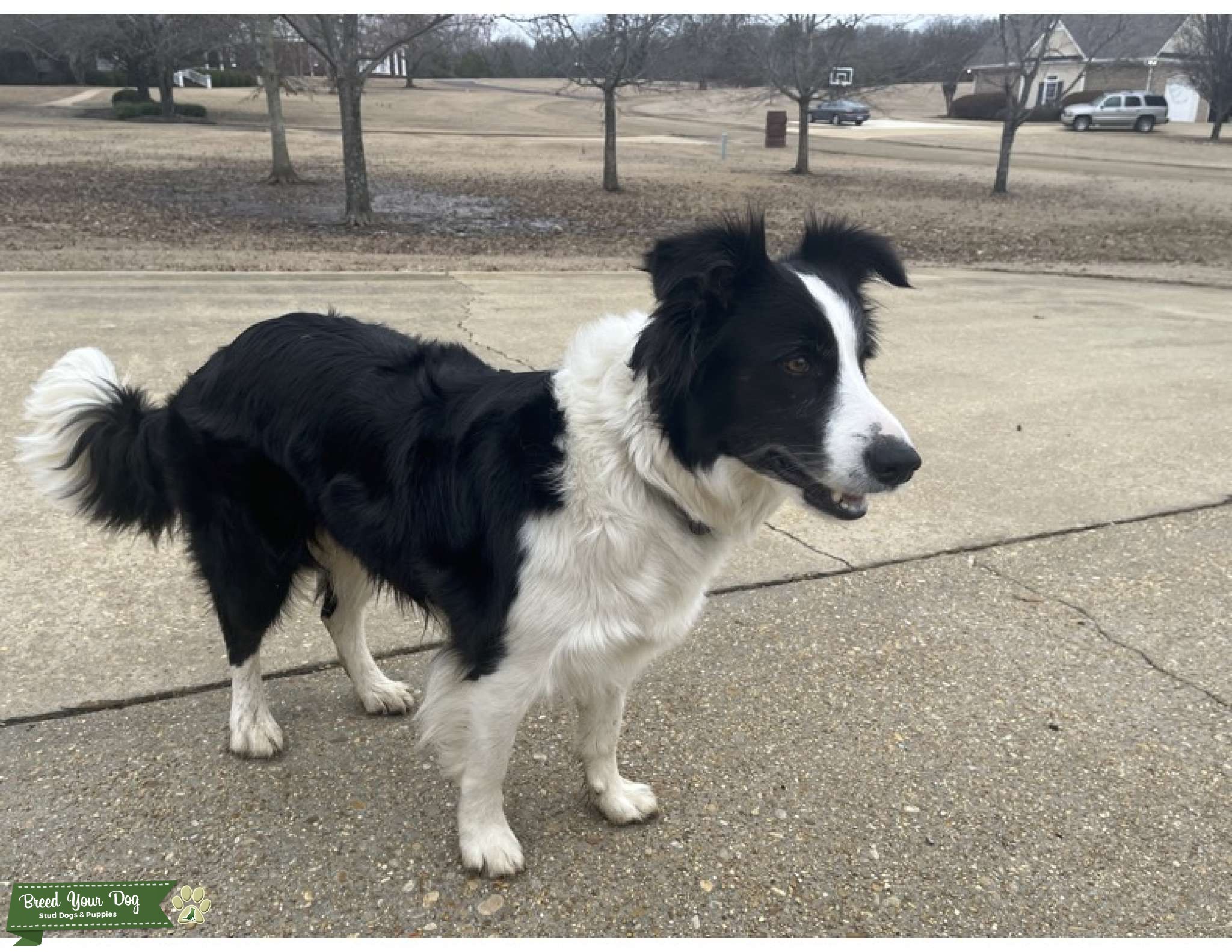 Traditional Colored Border Collie Female and Brown Color Carrier - Stud ...