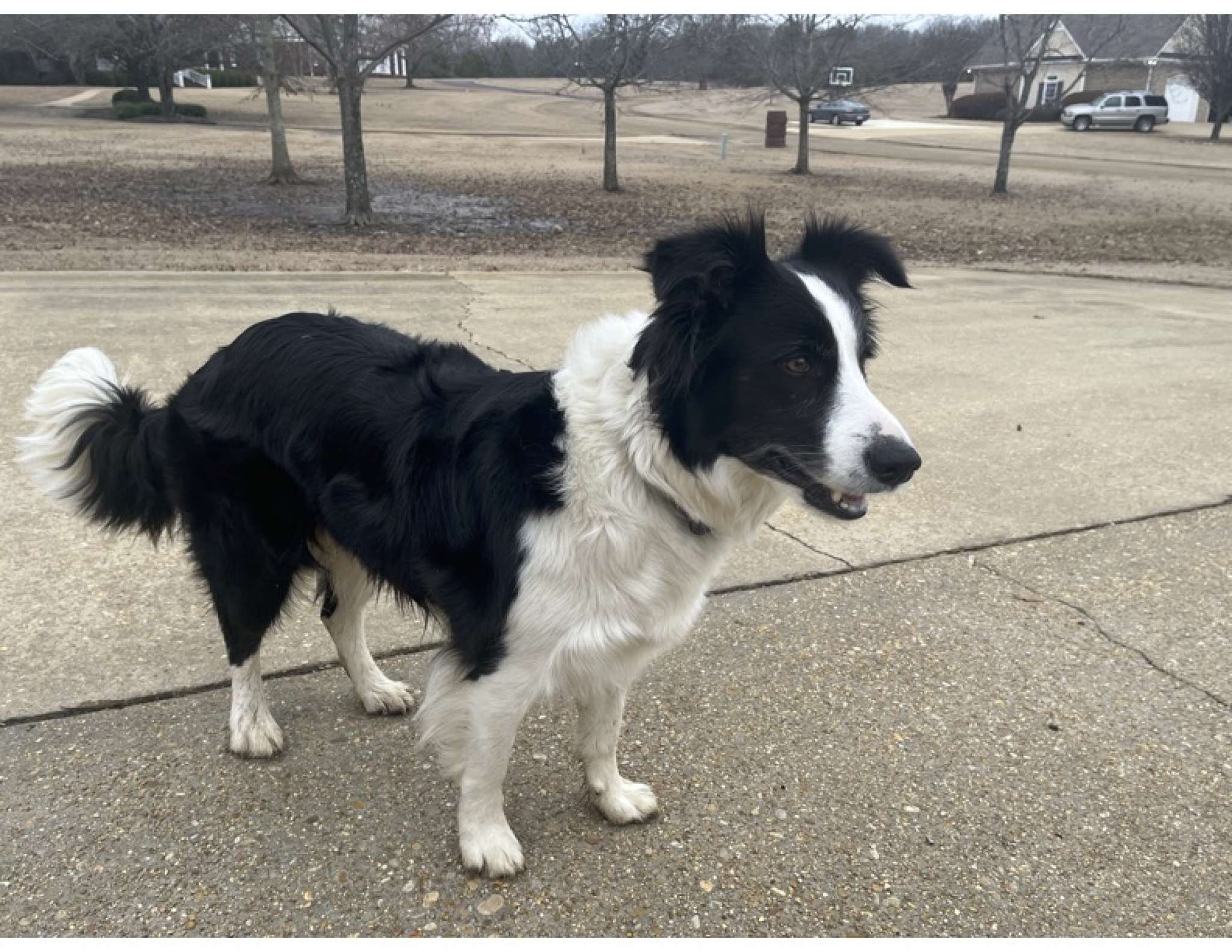 Traditional Colored Border Collie Female and Brown Color Carrier - Stud ...