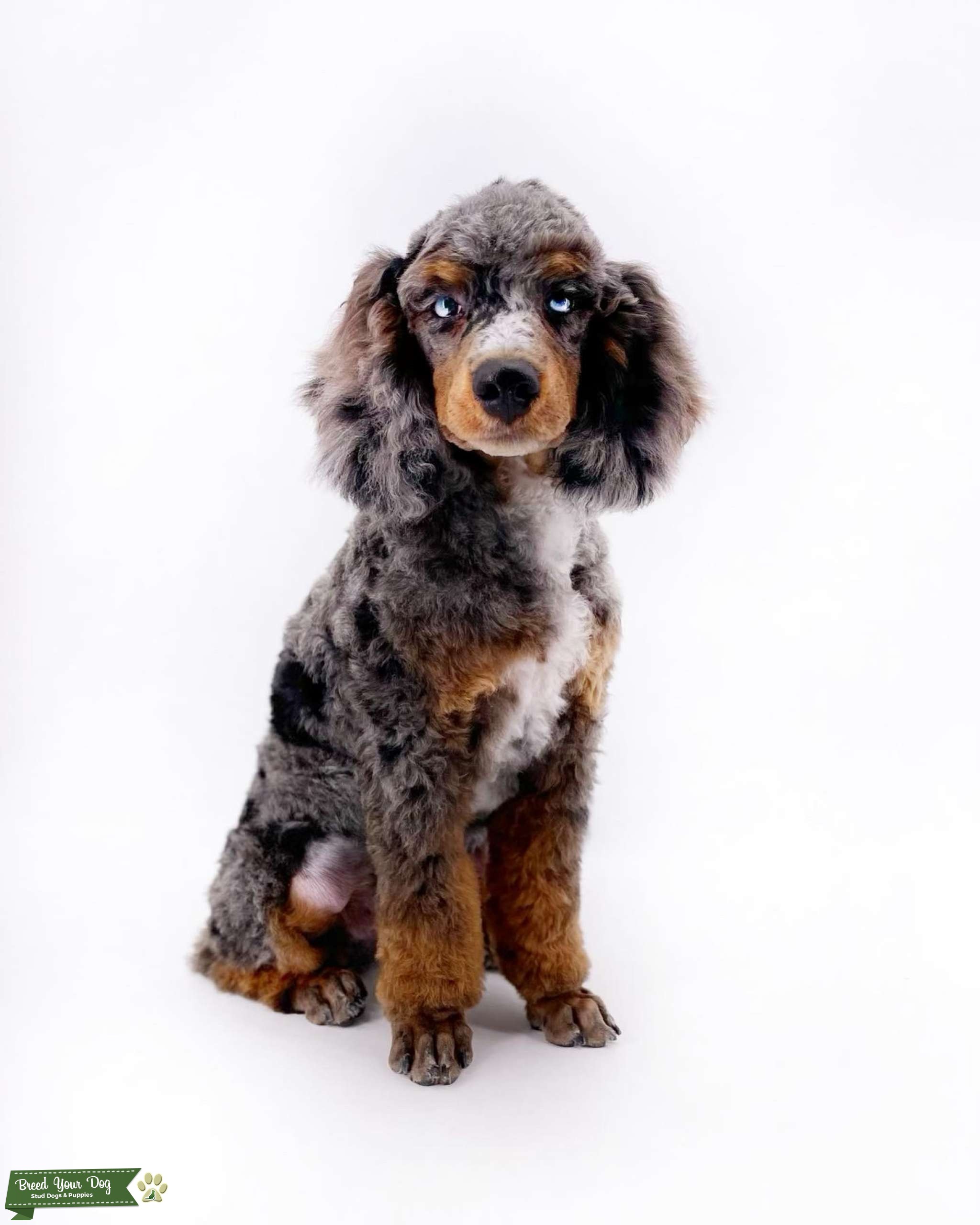 AKC BLUE EYED MERLE TAN POINT PROVEN MOYEN POODLE! - Stud Dog in ...
