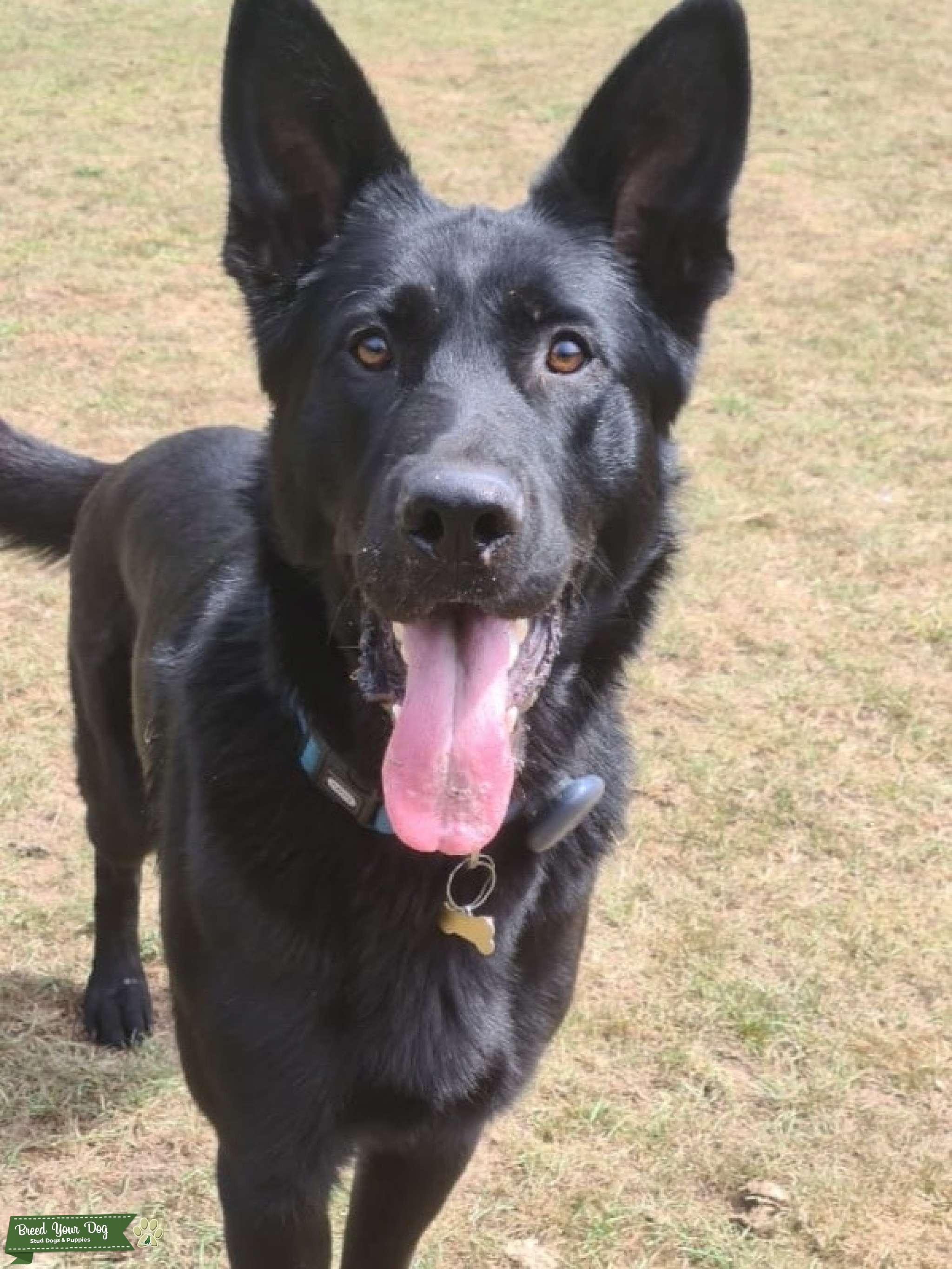 German Shepherd Stud - Stud Dog in hertfordshire, Thailand | Breed Your Dog