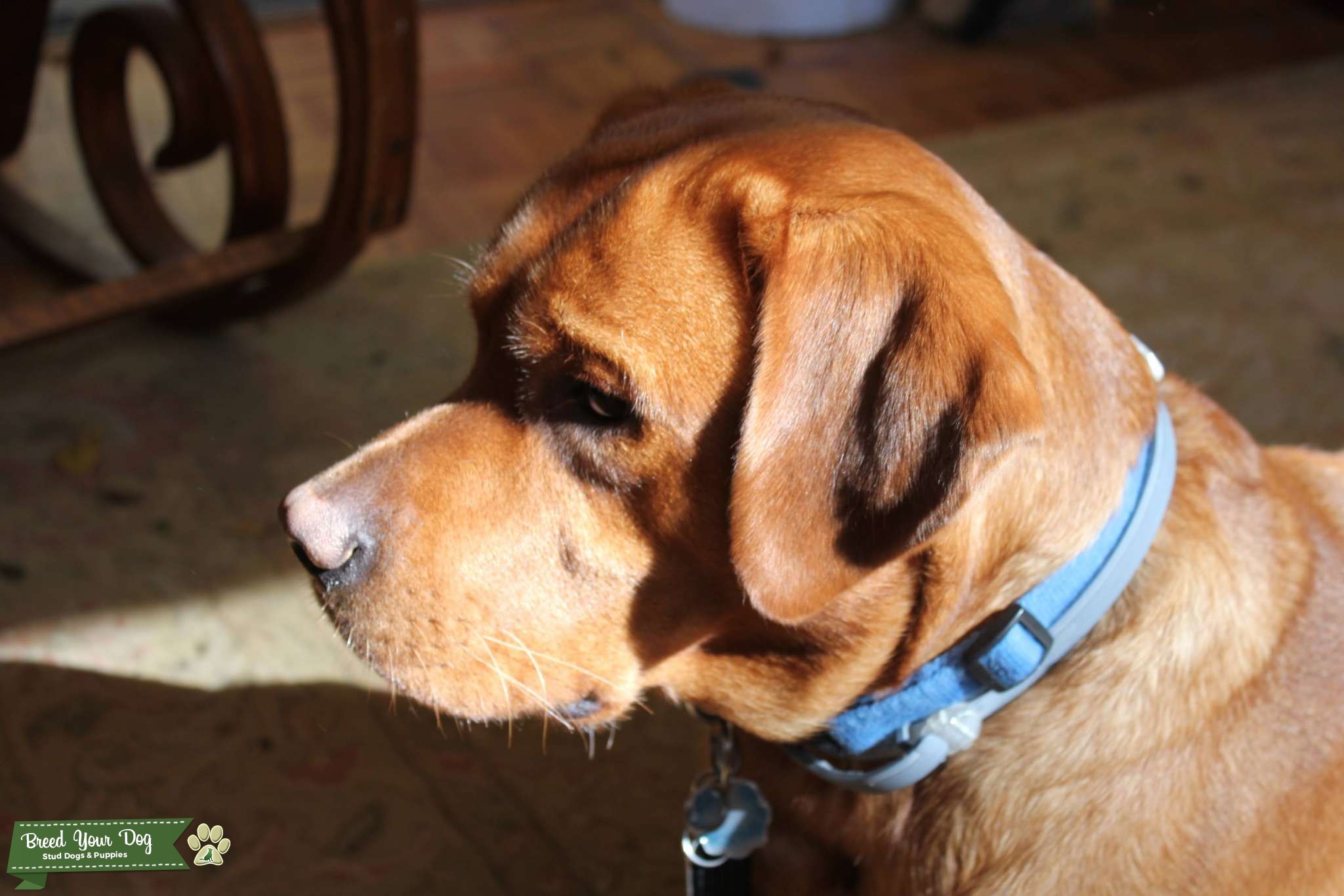 Fox Red Labrador Retriever Stud - Stud Dog in CT, the United States ...