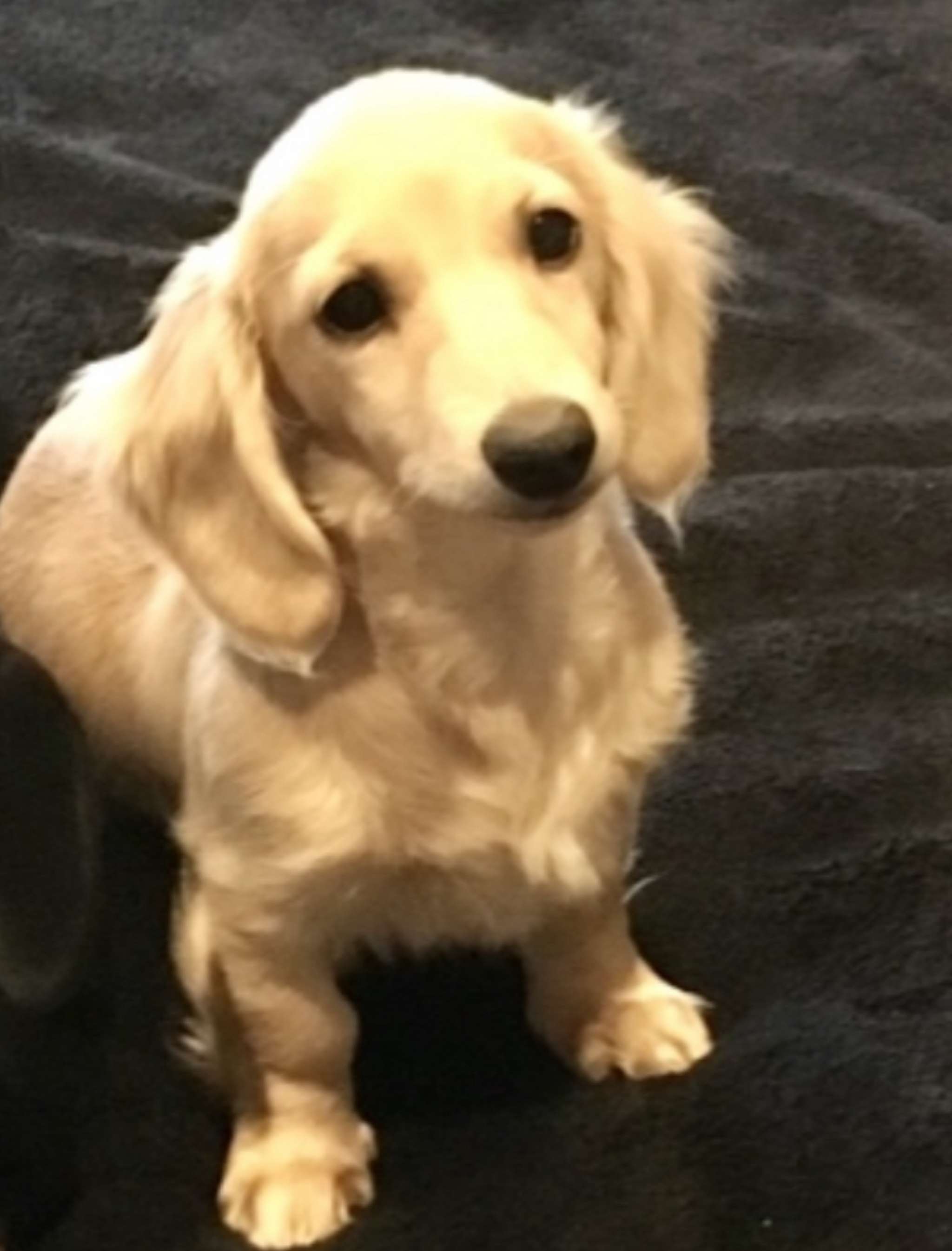 Dash The Dachshund Stud - Stud Dog in Oklahoma, United States | Breed ...