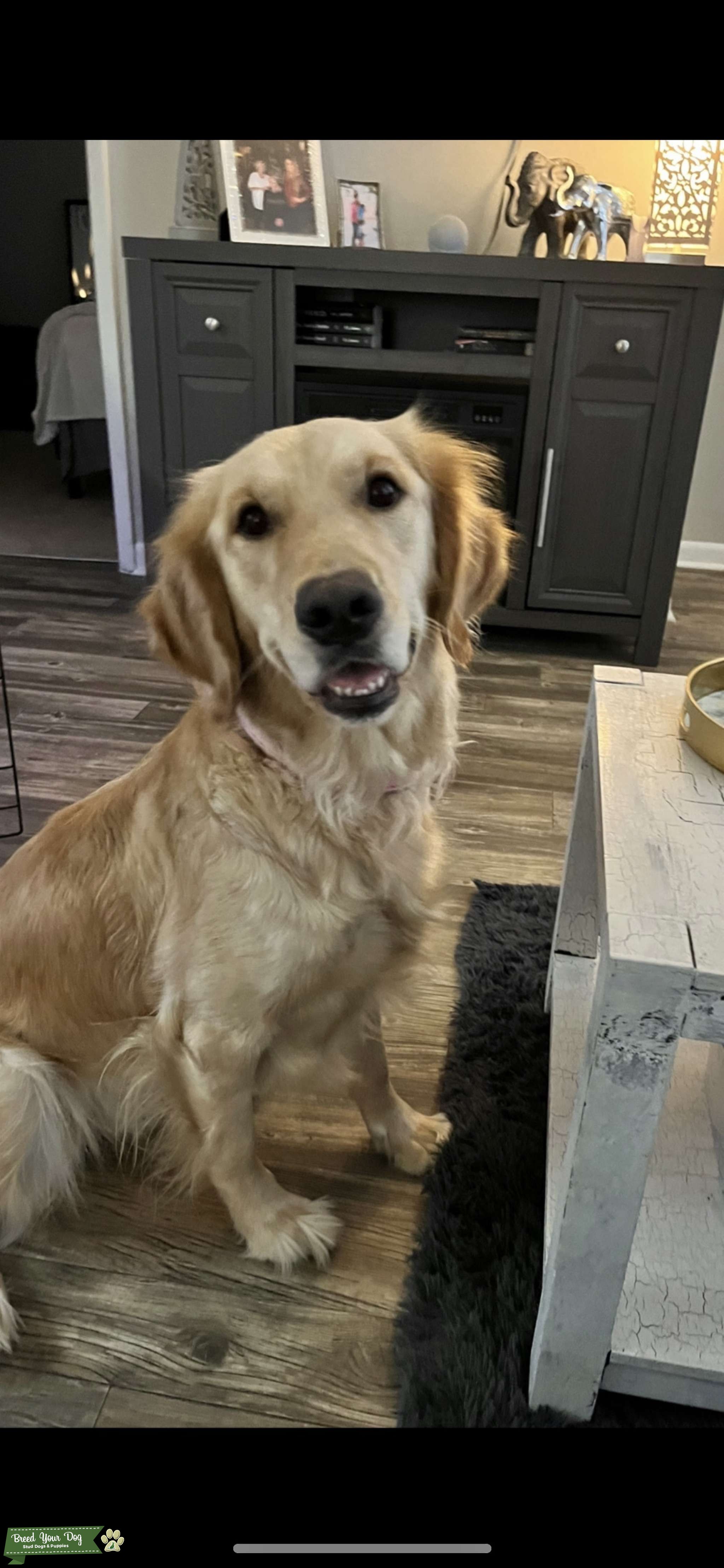 Female Dam, 2nd liter ready to breed now - Stud Dog in Riverview , the ...