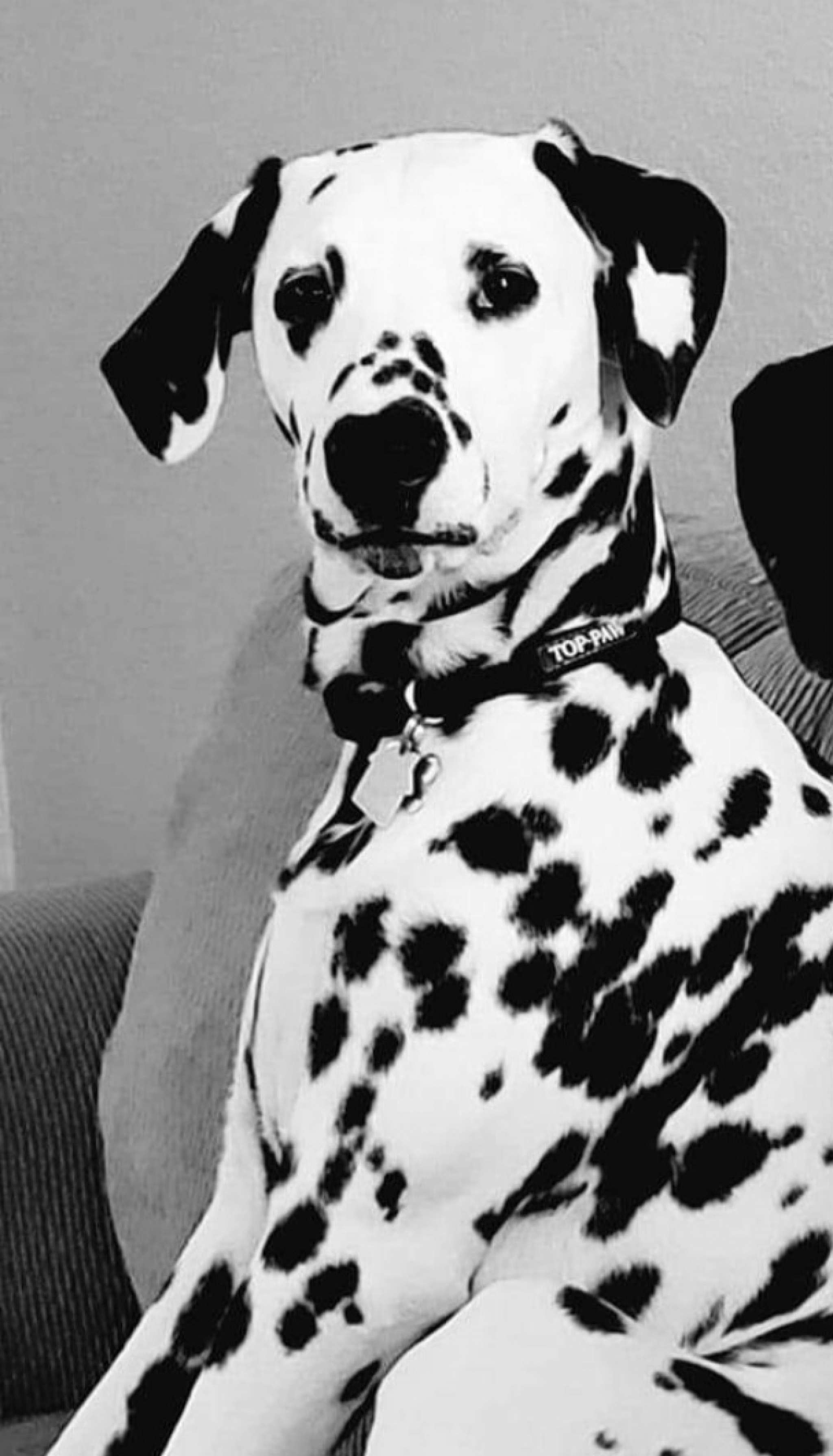 Purebred Dalmation Stud - Stud Dog in Shasta County, United States ...