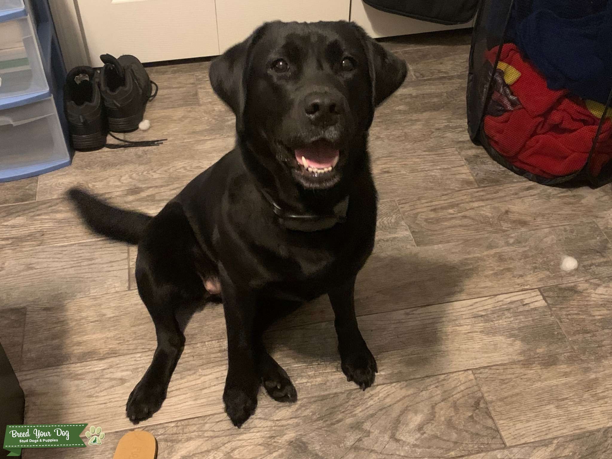 Black purebred Lab - Stud Dog in orlando, fl, United States | Breed ...