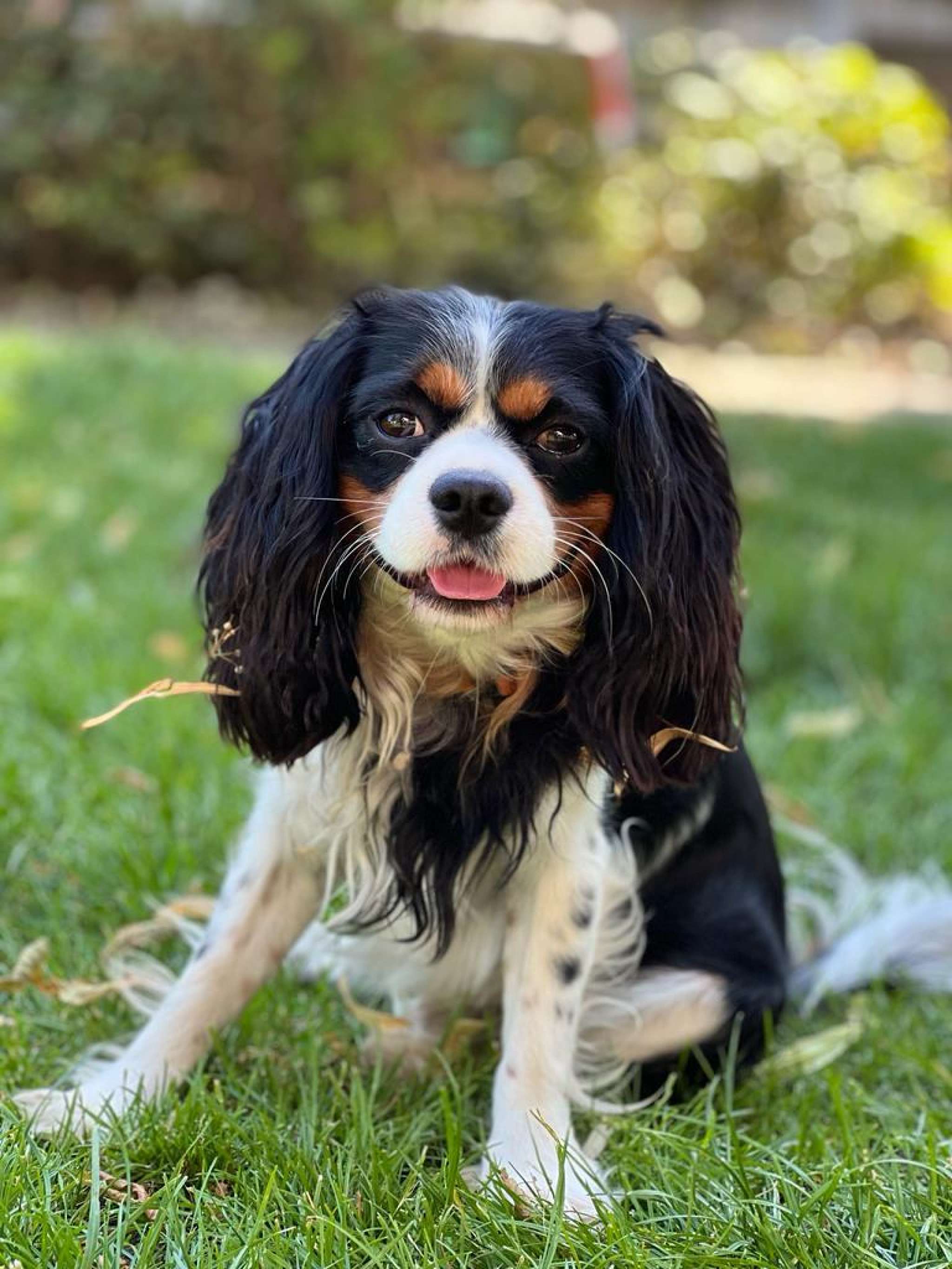 Tri-color Cavalier International Stud w/ European certification - Stud ...