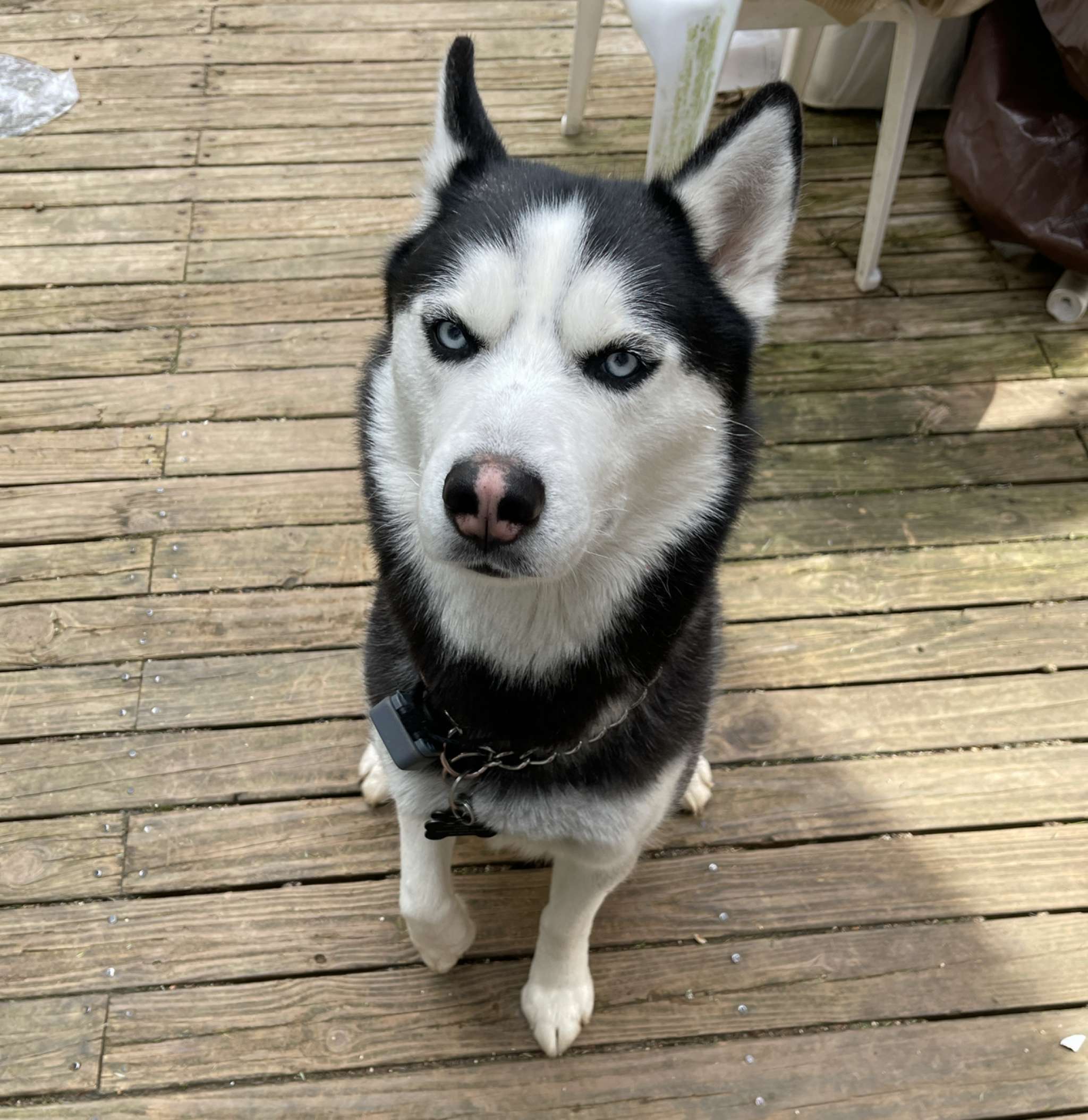 Siberian Husky - Stud Dog in New Jersey , United States | Breed Your Dog