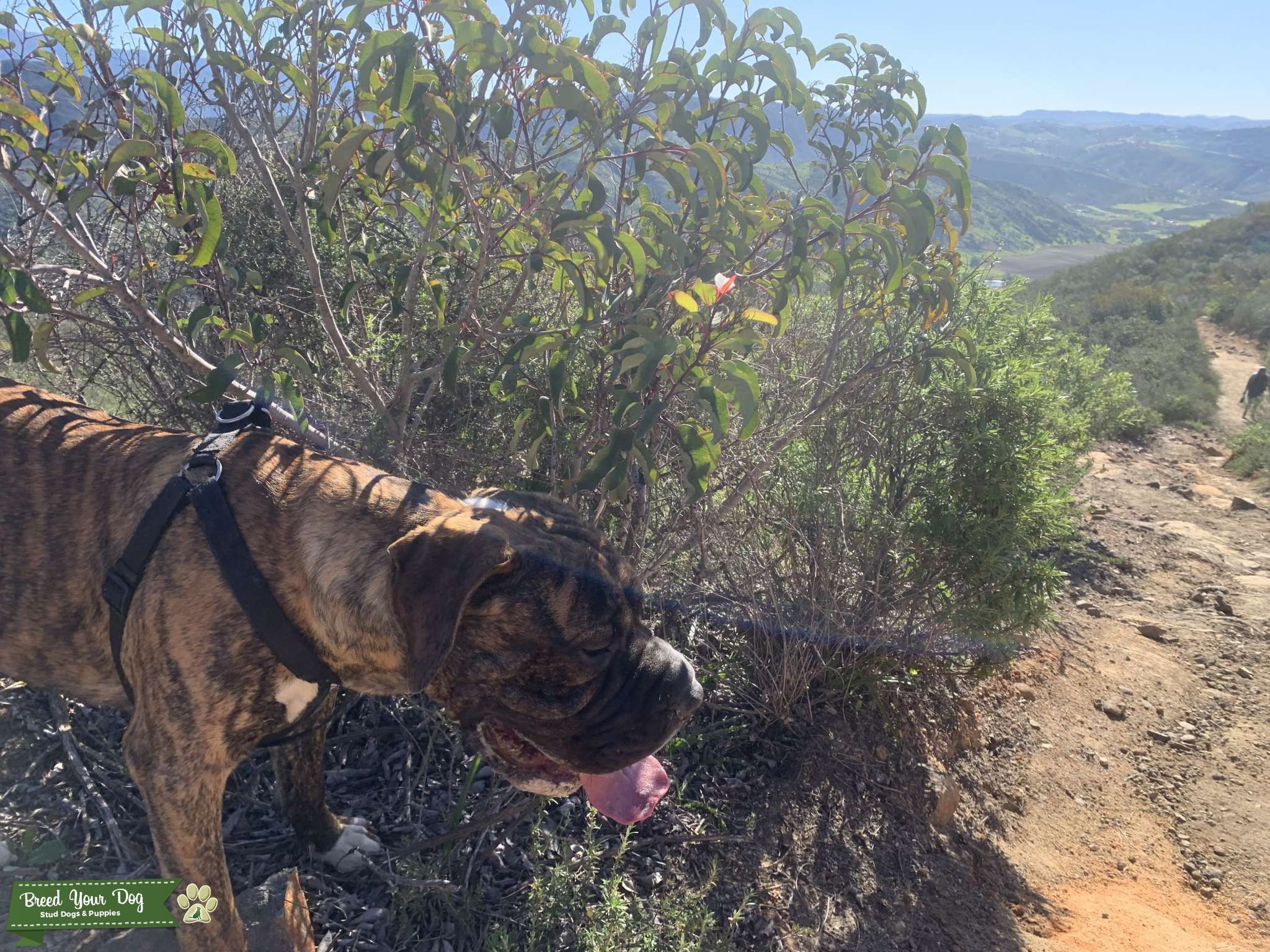 Pressa Canario/ Bull Mastiff mix - Stud Dog in Riverside , Bulgaria ...