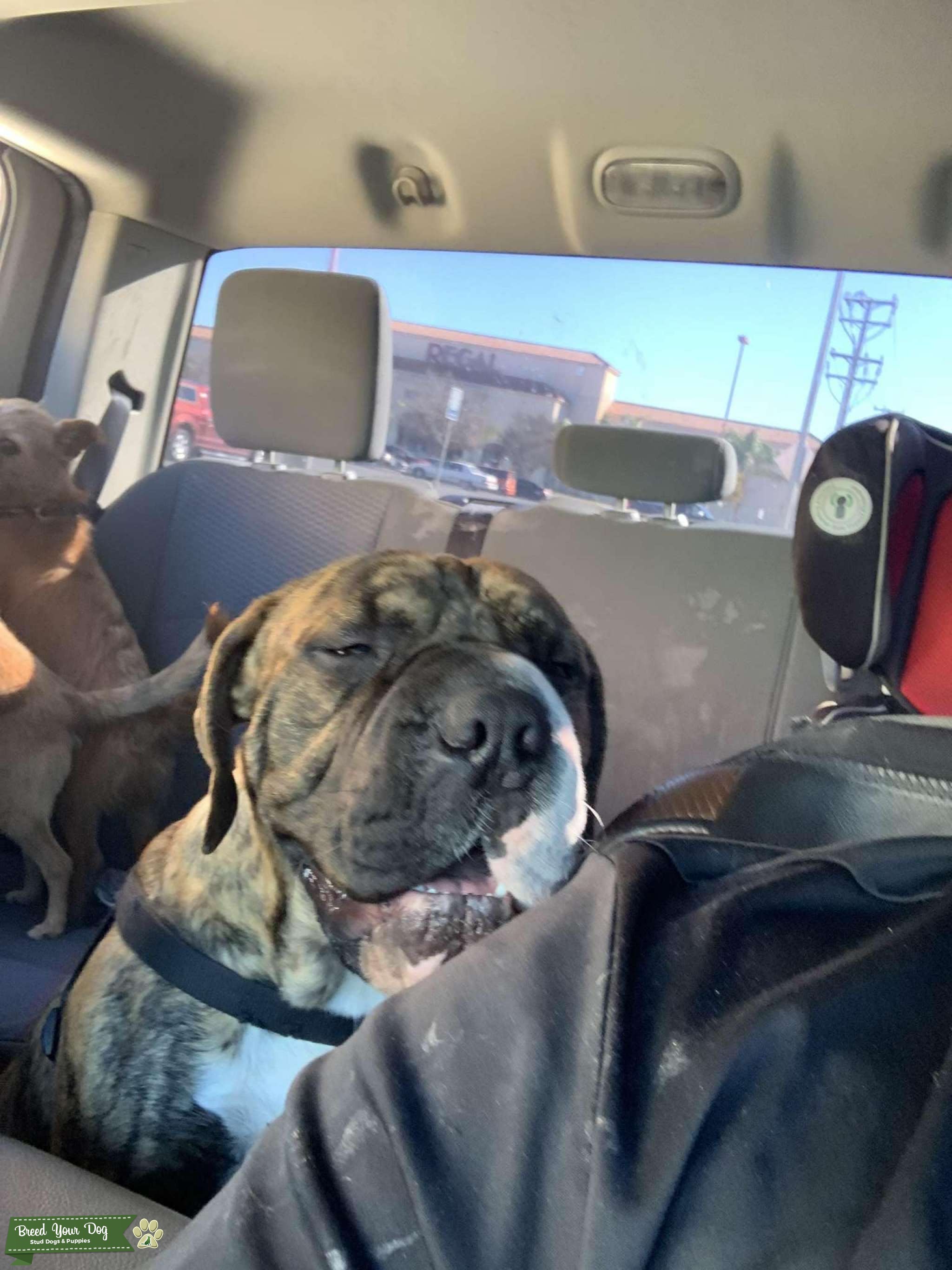 Pressa Canario/ Bull Mastiff mix - Stud Dog in Riverside , Bulgaria ...