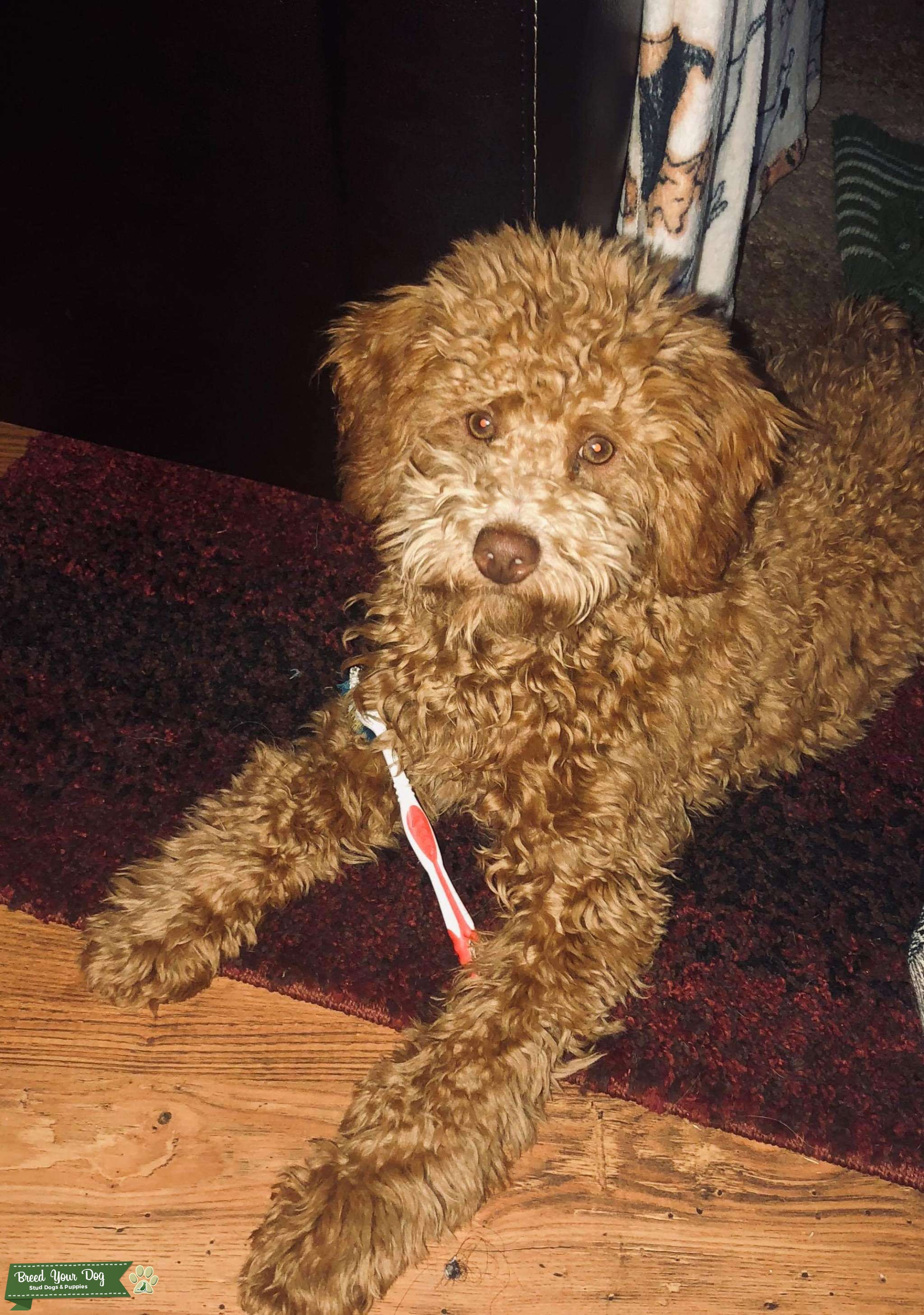 Norbert-AKC-Miniature Poodle - Stud Dog in Colorado , United States ...