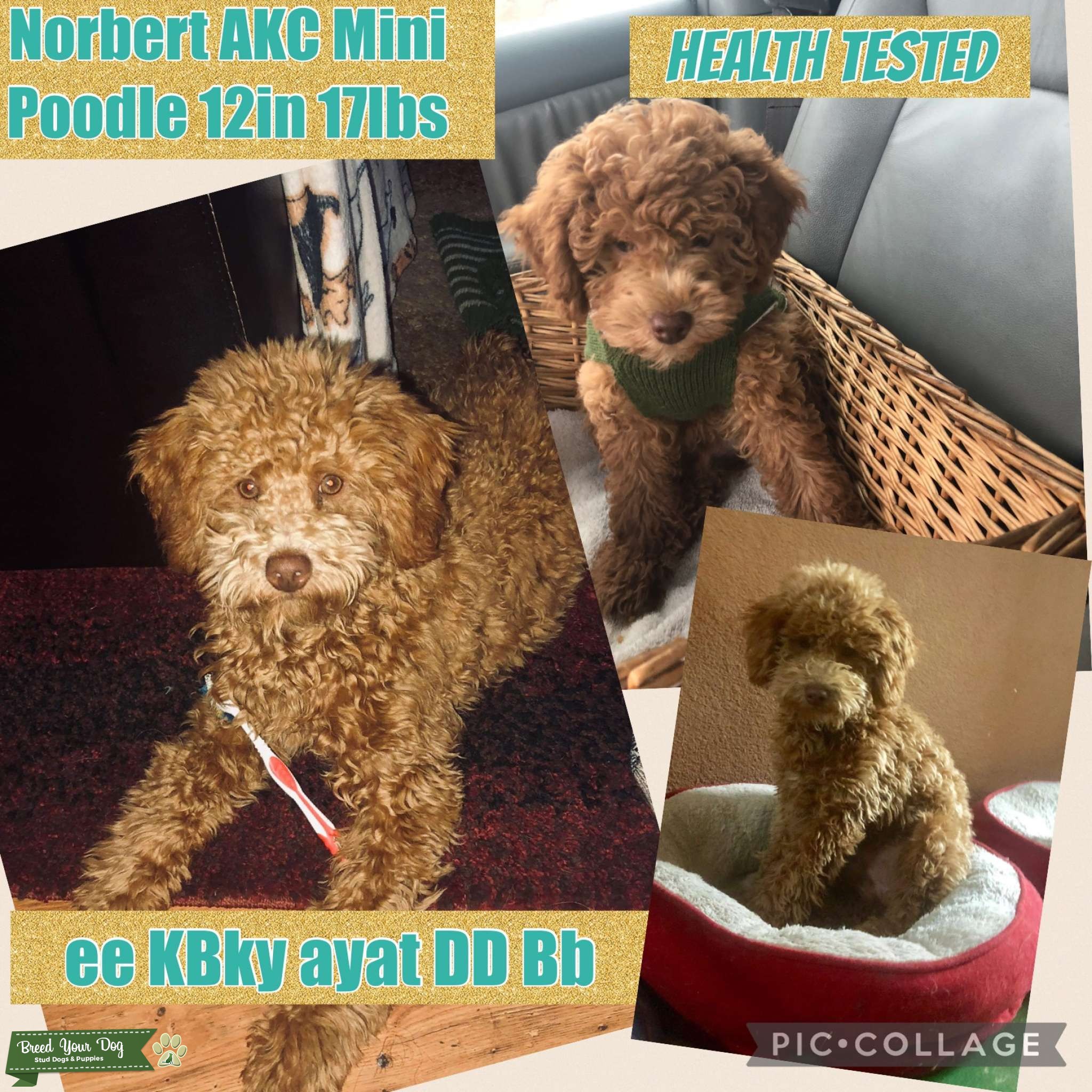 Norbert-AKC-Miniature Poodle - Stud Dog in Colorado , United States ...