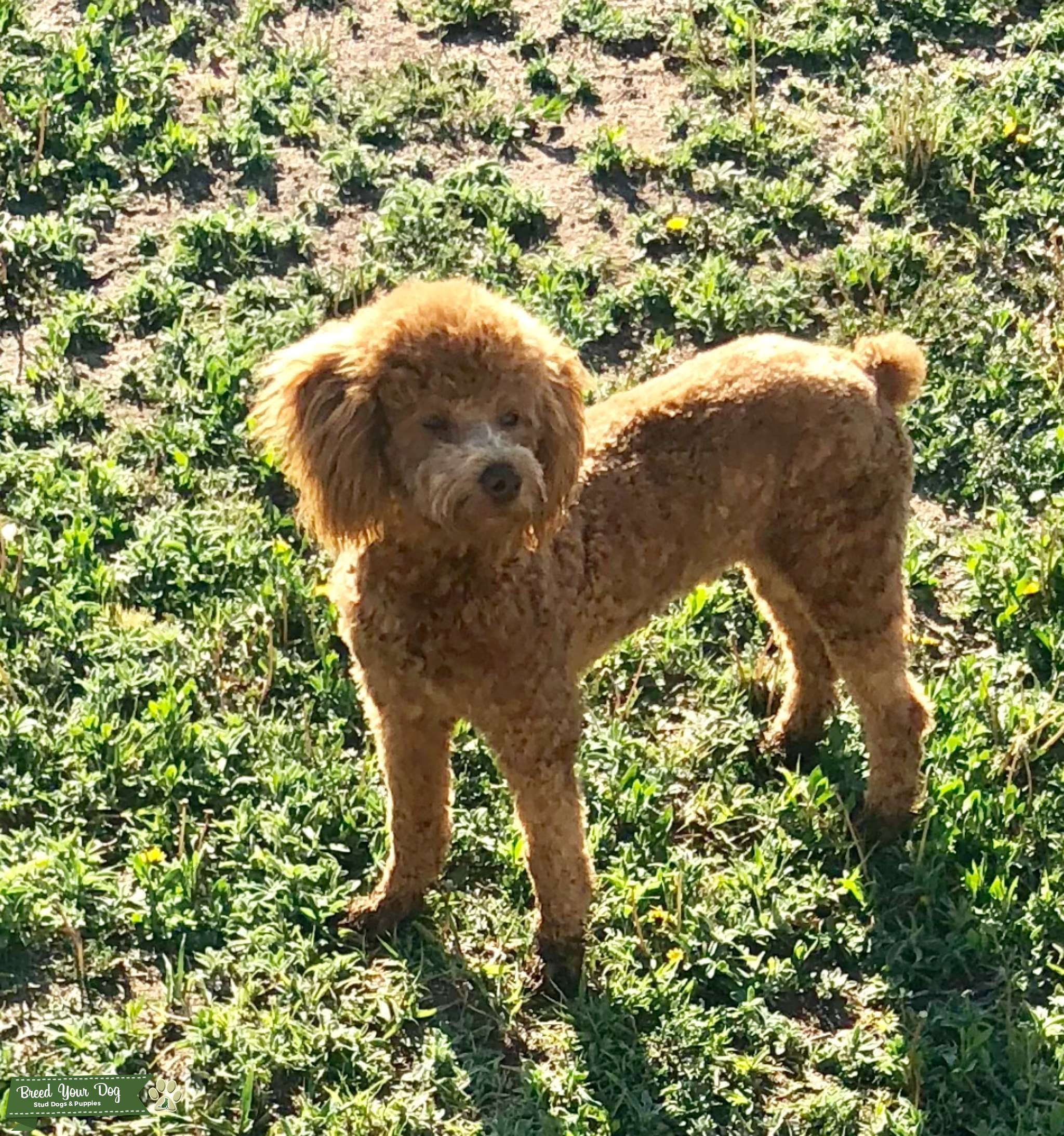 Norbert-AKC-Miniature Poodle - Stud Dog in Colorado , United States ...