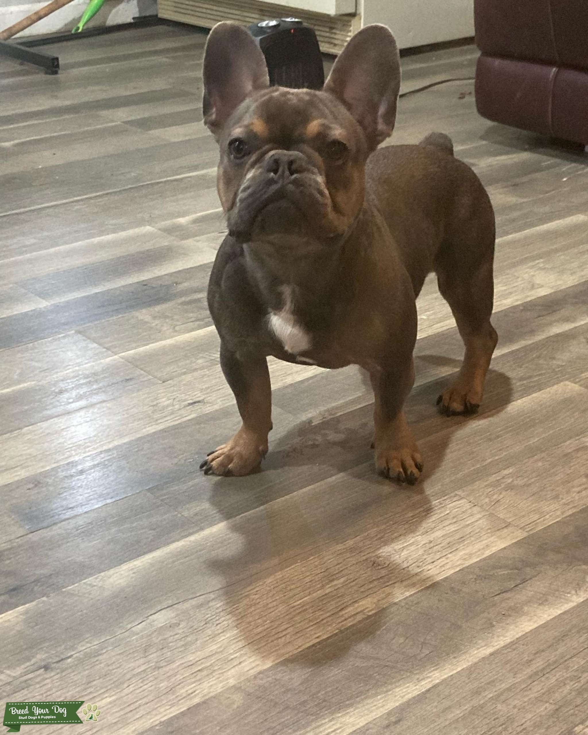 Blue Tan Tri - Stud Dog in Vacaville , the United States | Breed Your Dog