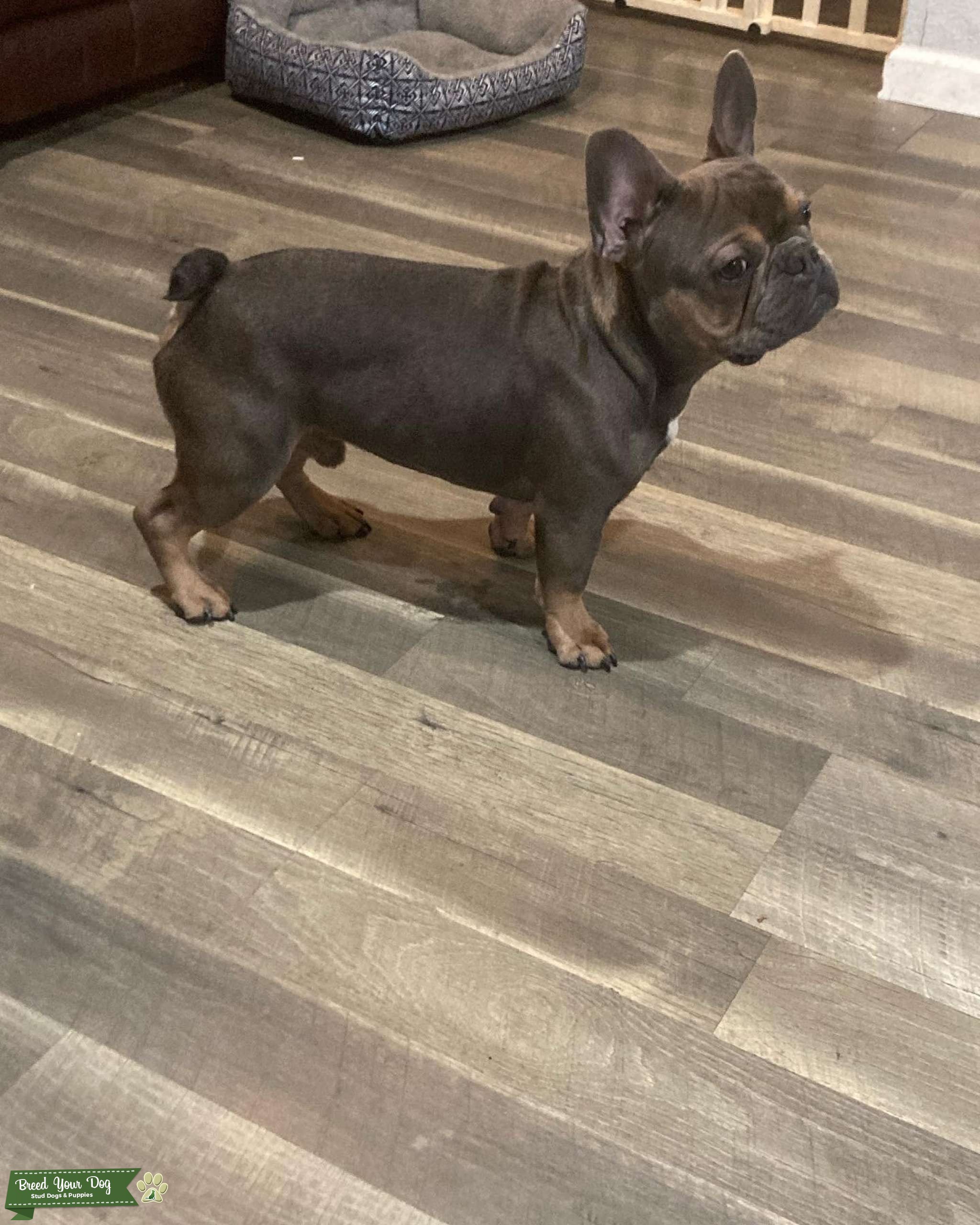 Blue Tan Tri - Stud Dog in Vacaville , the United States | Breed Your Dog