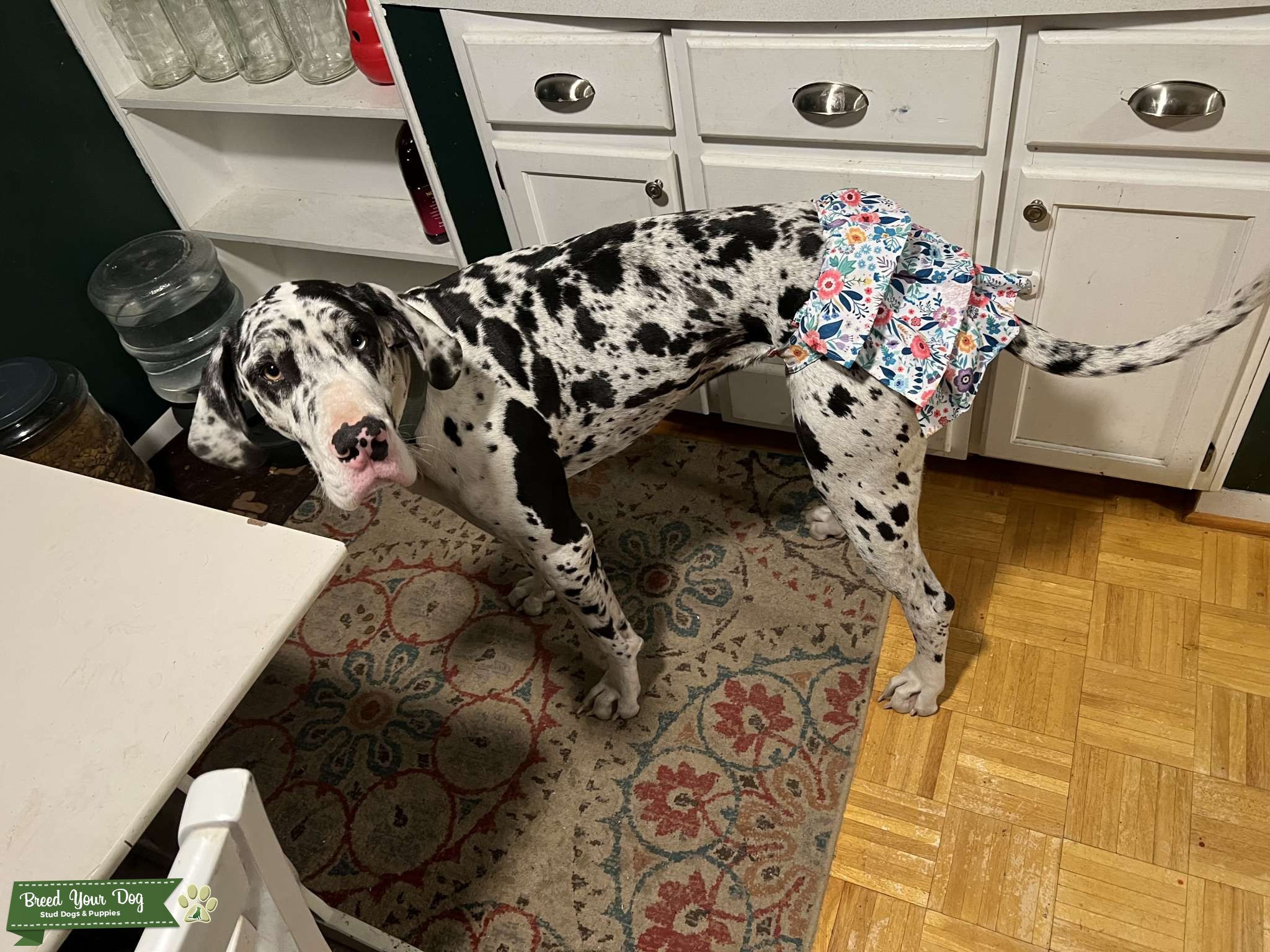 Harlequin/Blue Merle Dane - Purebred - Stud Dog in Michigan, the United ...