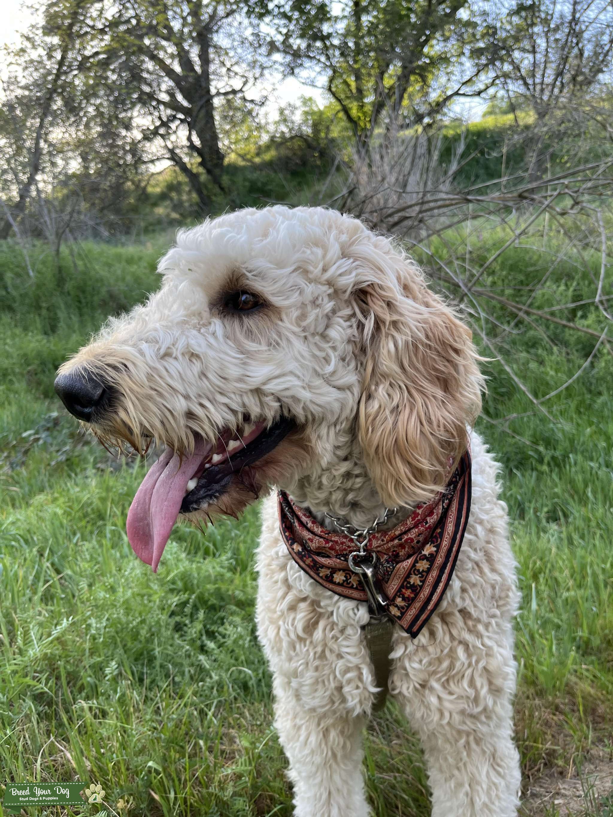 Sweetest Tan Goldendoodle Ollie - Stud Dog in Sacramento, United States ...
