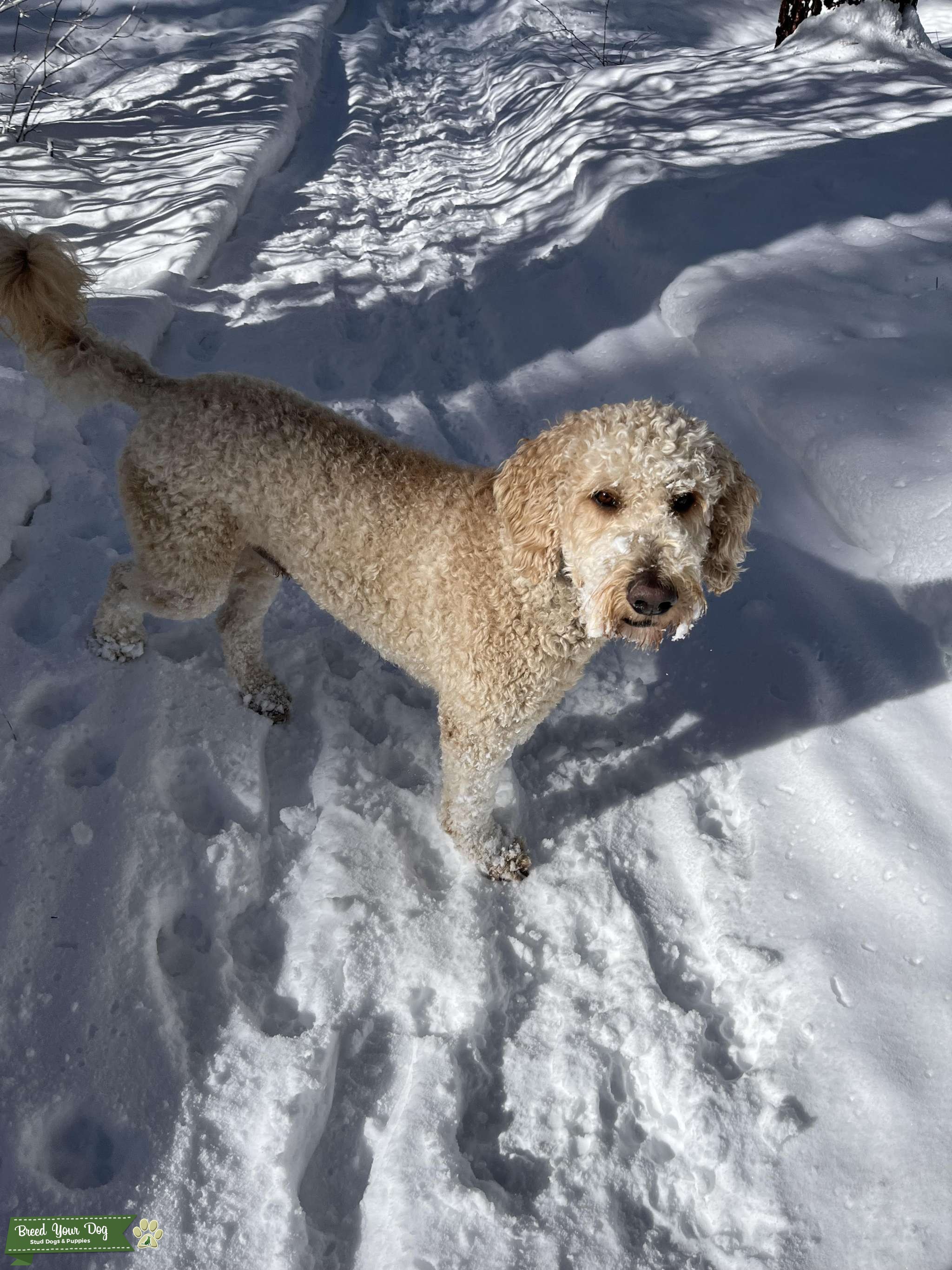 Sweetest Tan Goldendoodle Ollie - Stud Dog in Sacramento, United States ...