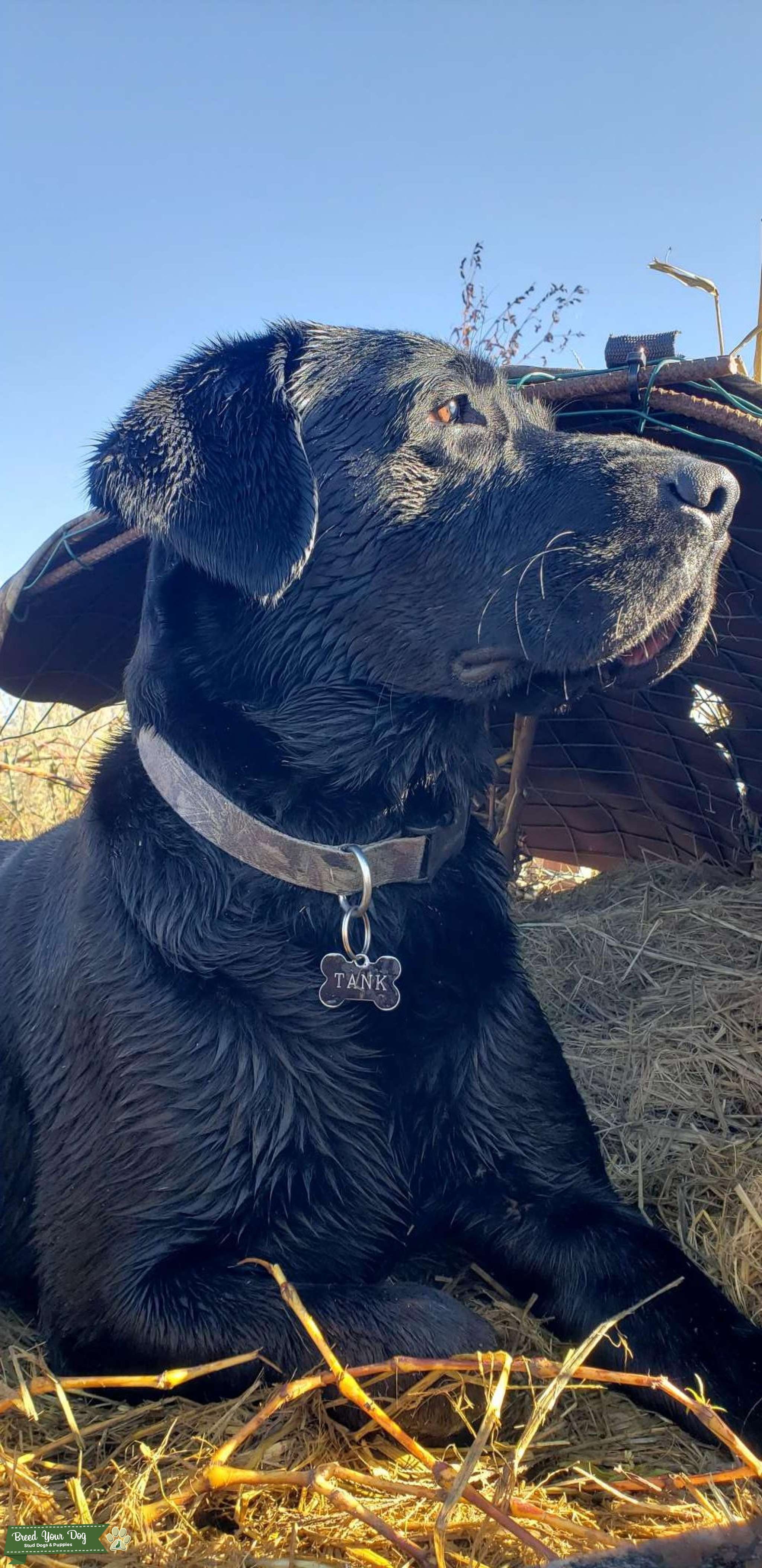 AKC Registered Black Lab w/ Pedigree Report - Stud Dog in CA, the ...