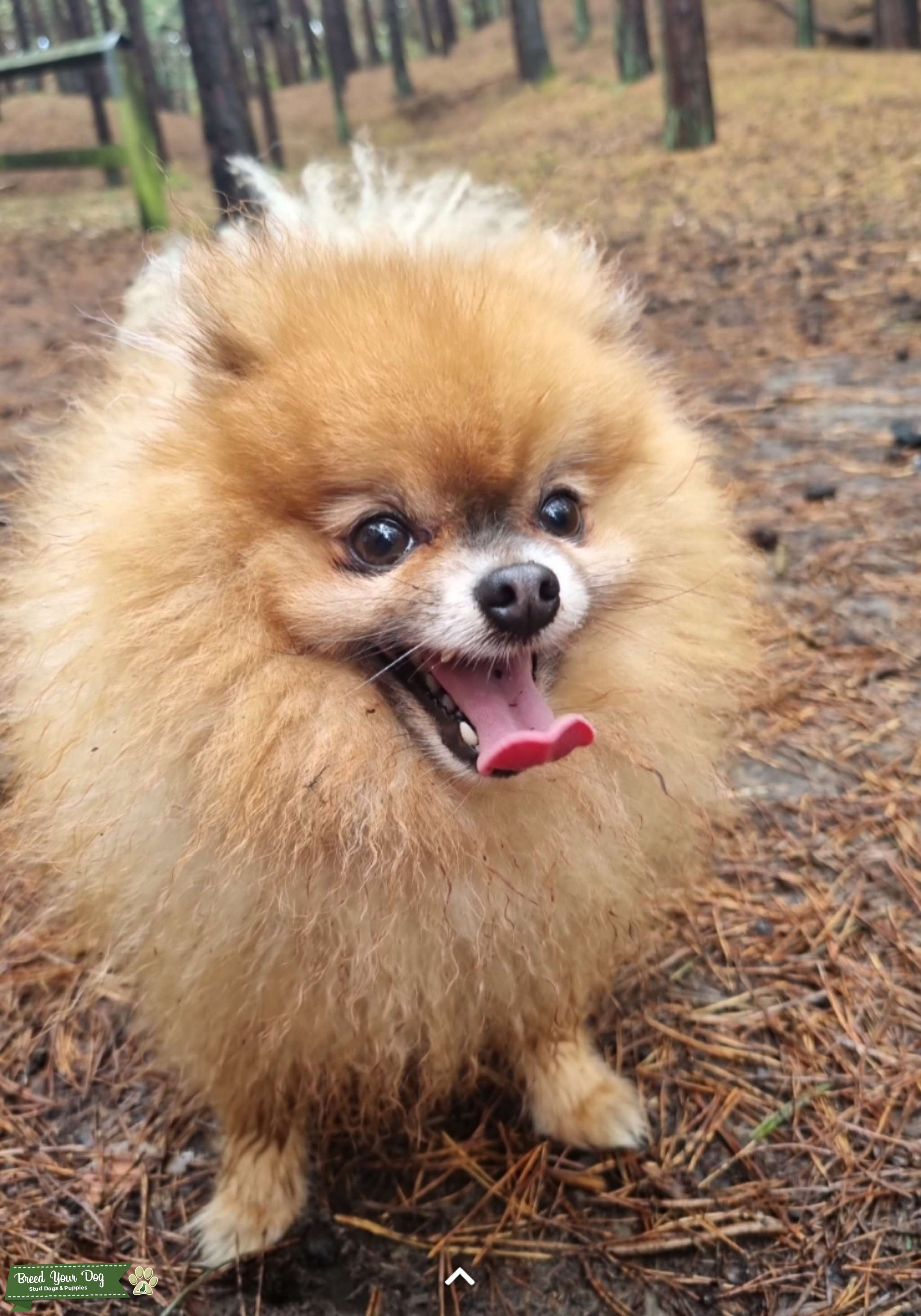 Pomeranian stud - Stud Dog in Sefton , the United States | Breed Your Dog