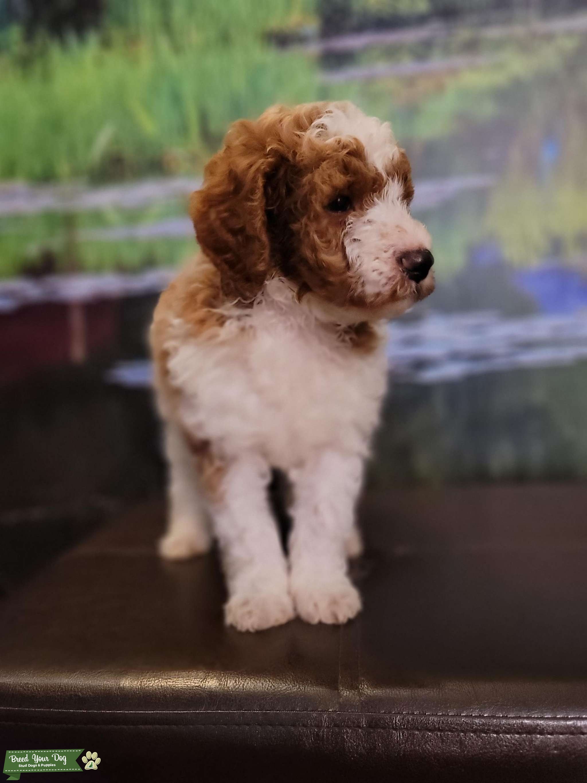 Red and white, color intensifier, health tested, AKC moyen poodle ...