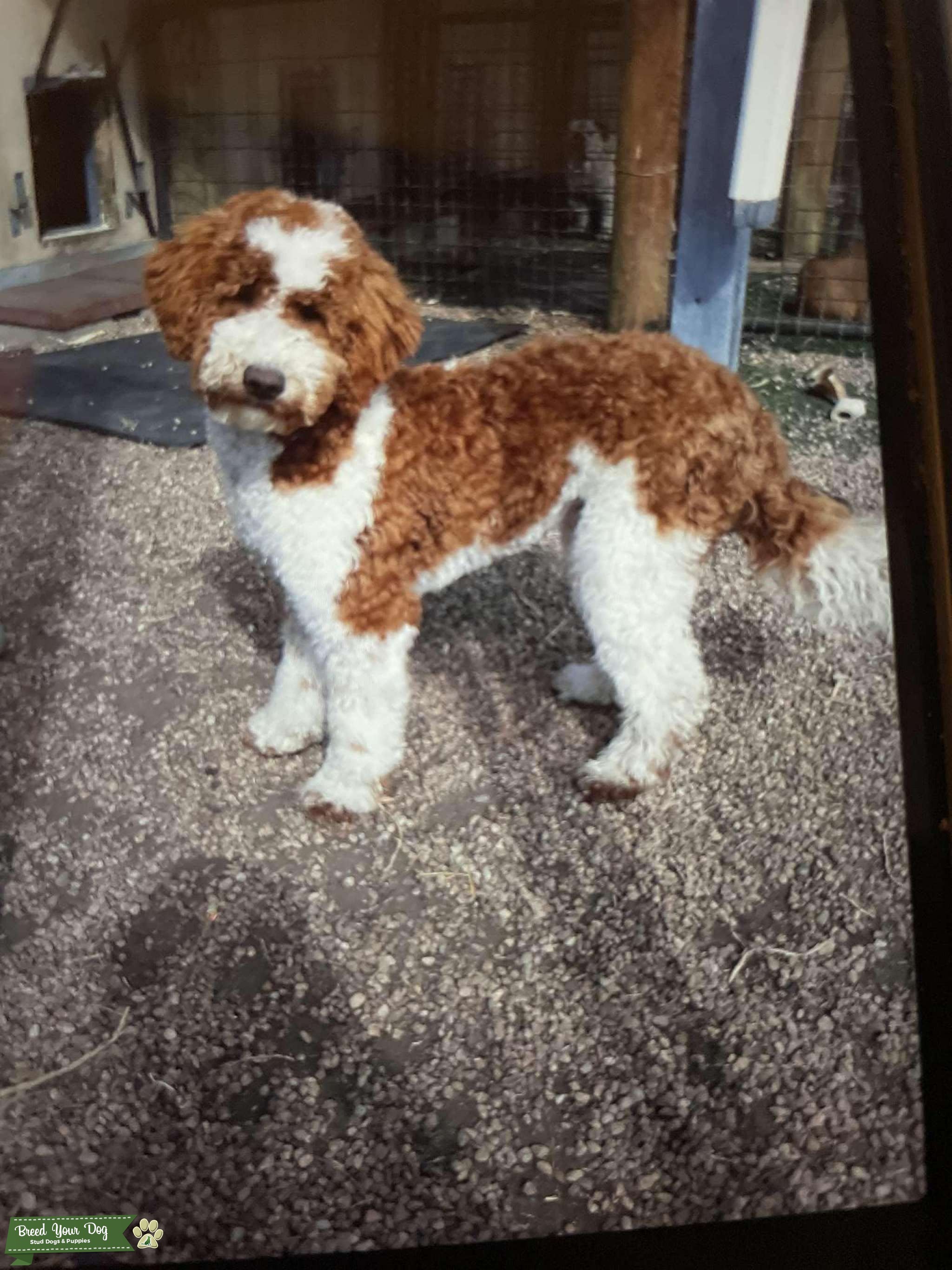 Red and white, color intensifier, health tested, AKC moyen poodle ...