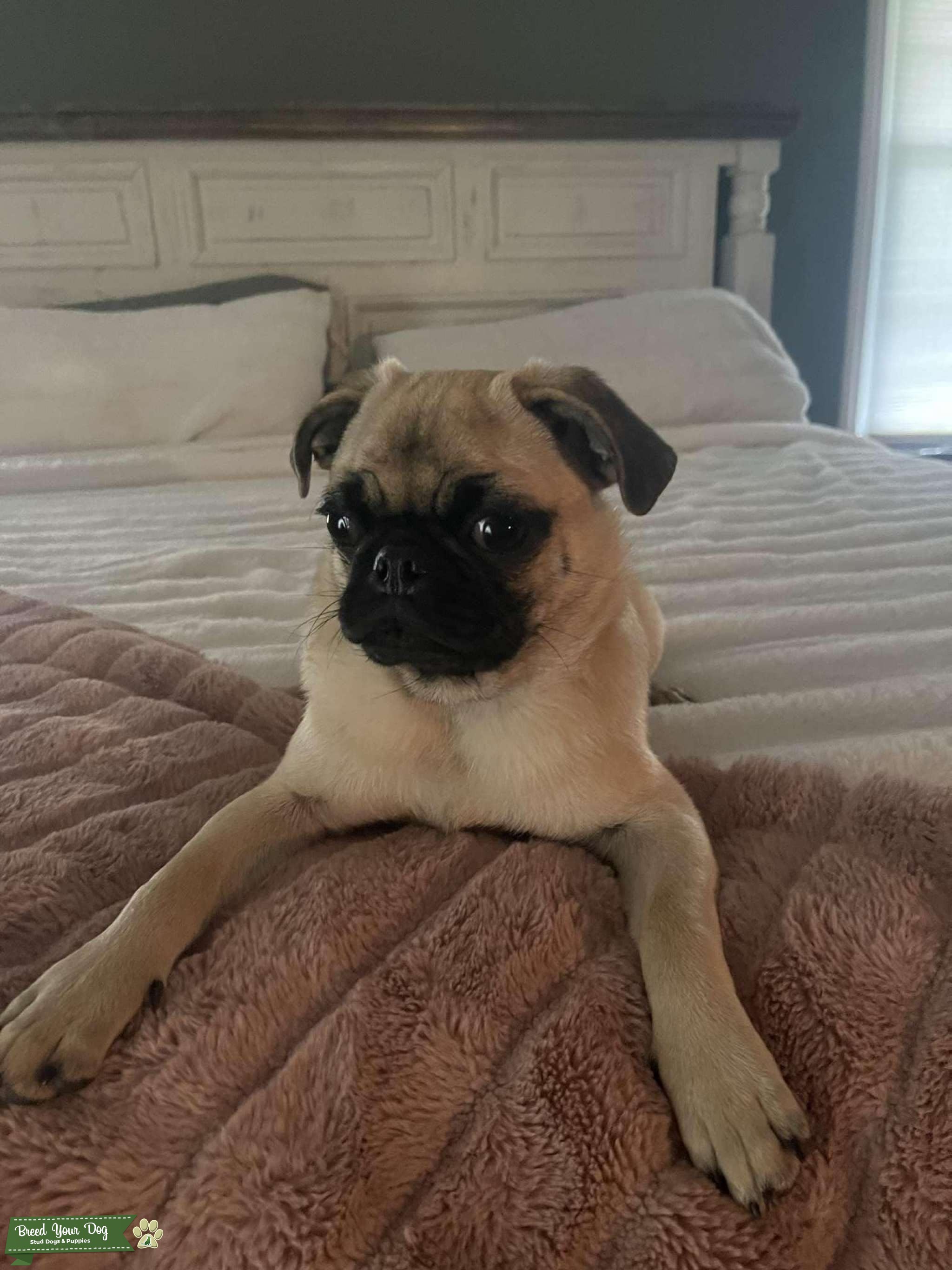 1 year old Pug - Stud Dog in South , United States | Breed Your Dog