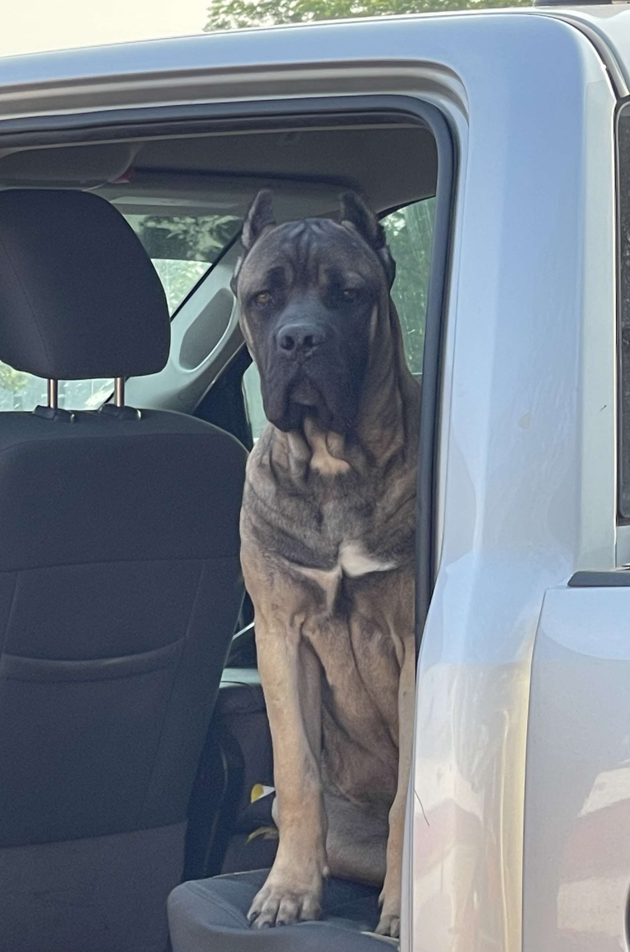 AKC & ICCF registered Cane Corso - Stud Dog in Texas, United States ...