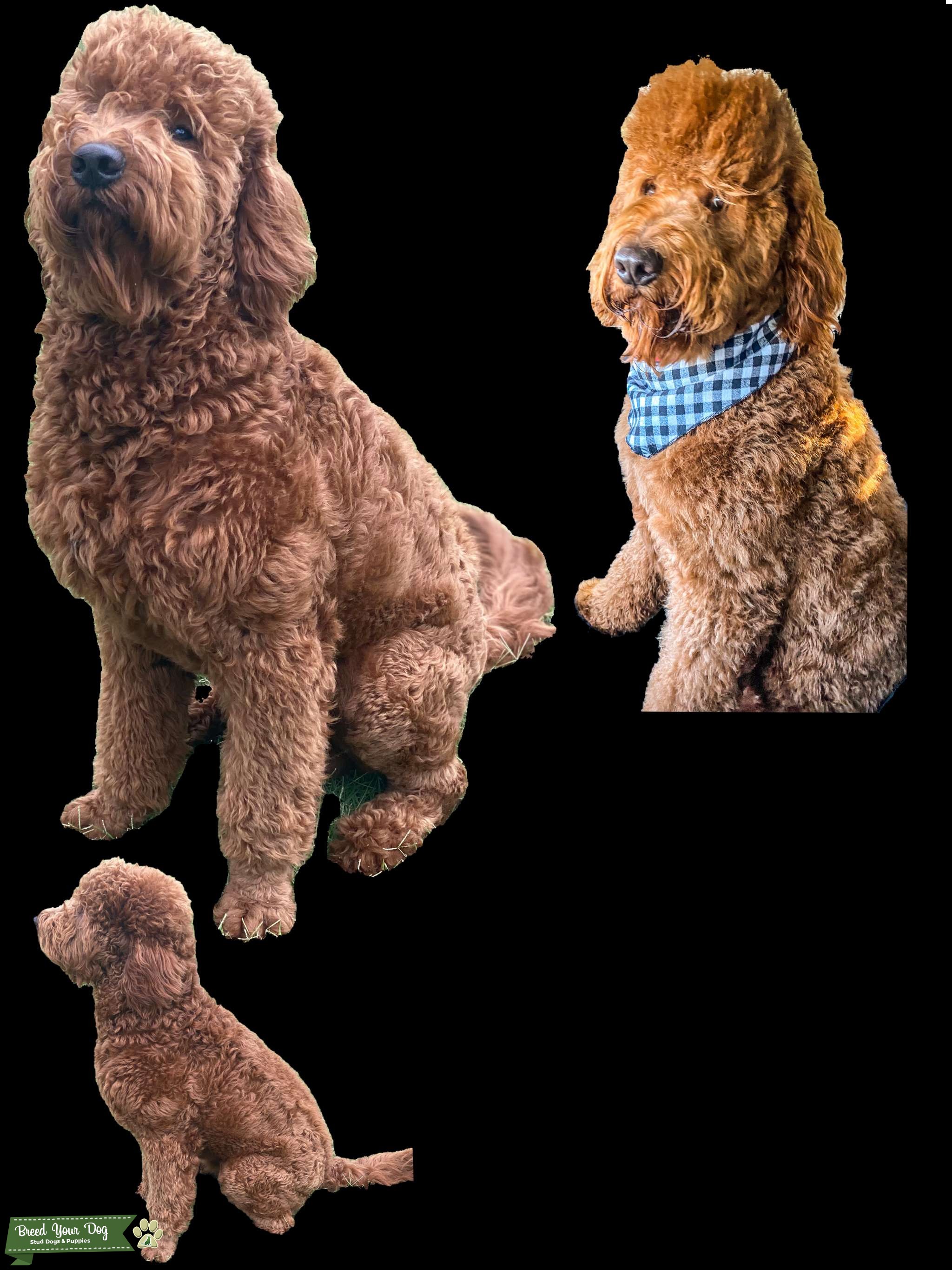 Multigen Goldendoodle - Stud Dog in Oklahoma city, Guernsey | Breed ...