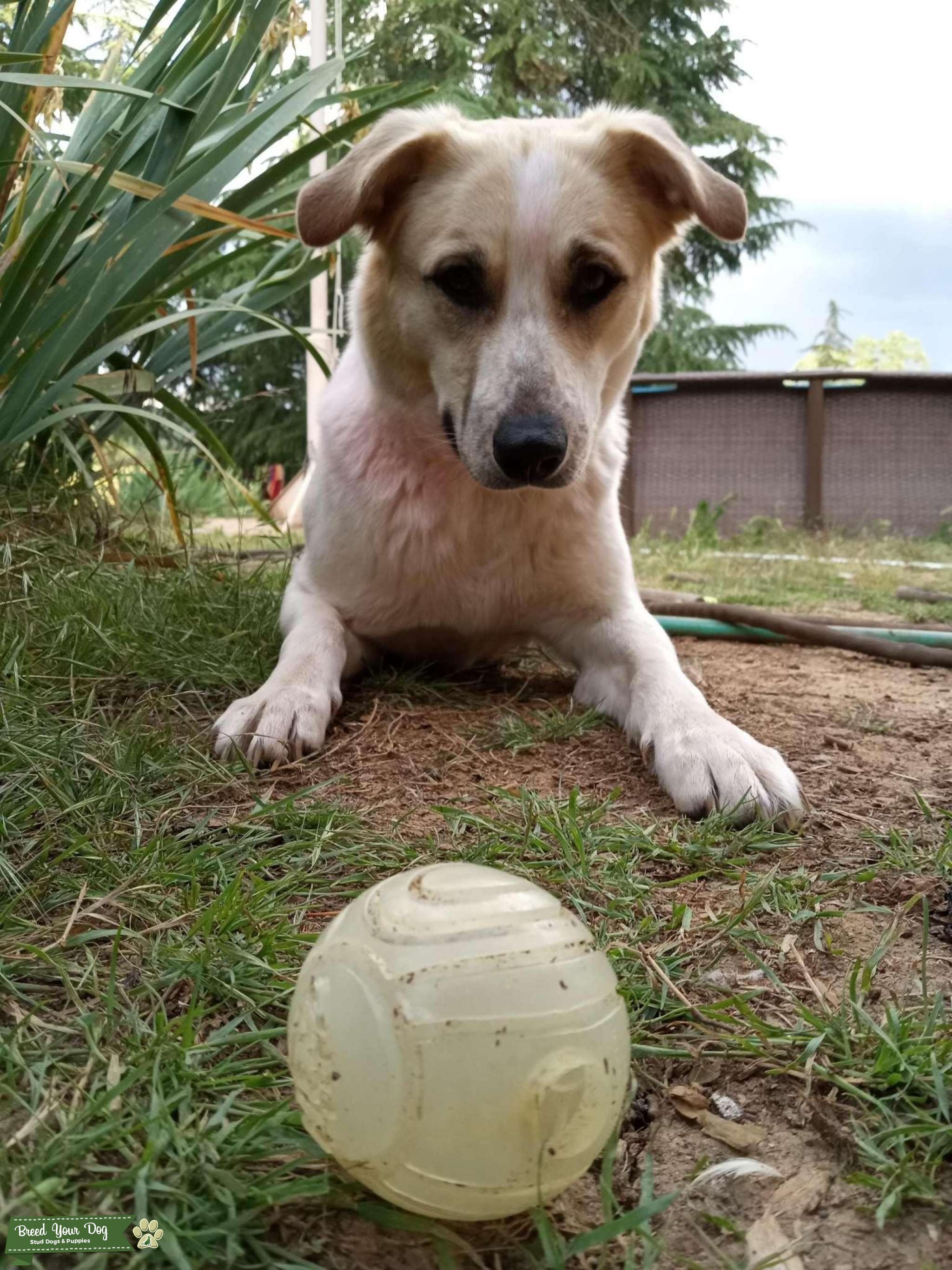 Female Australian Cattle Dog/Great Pyrenees mix - Stud Dog in ...