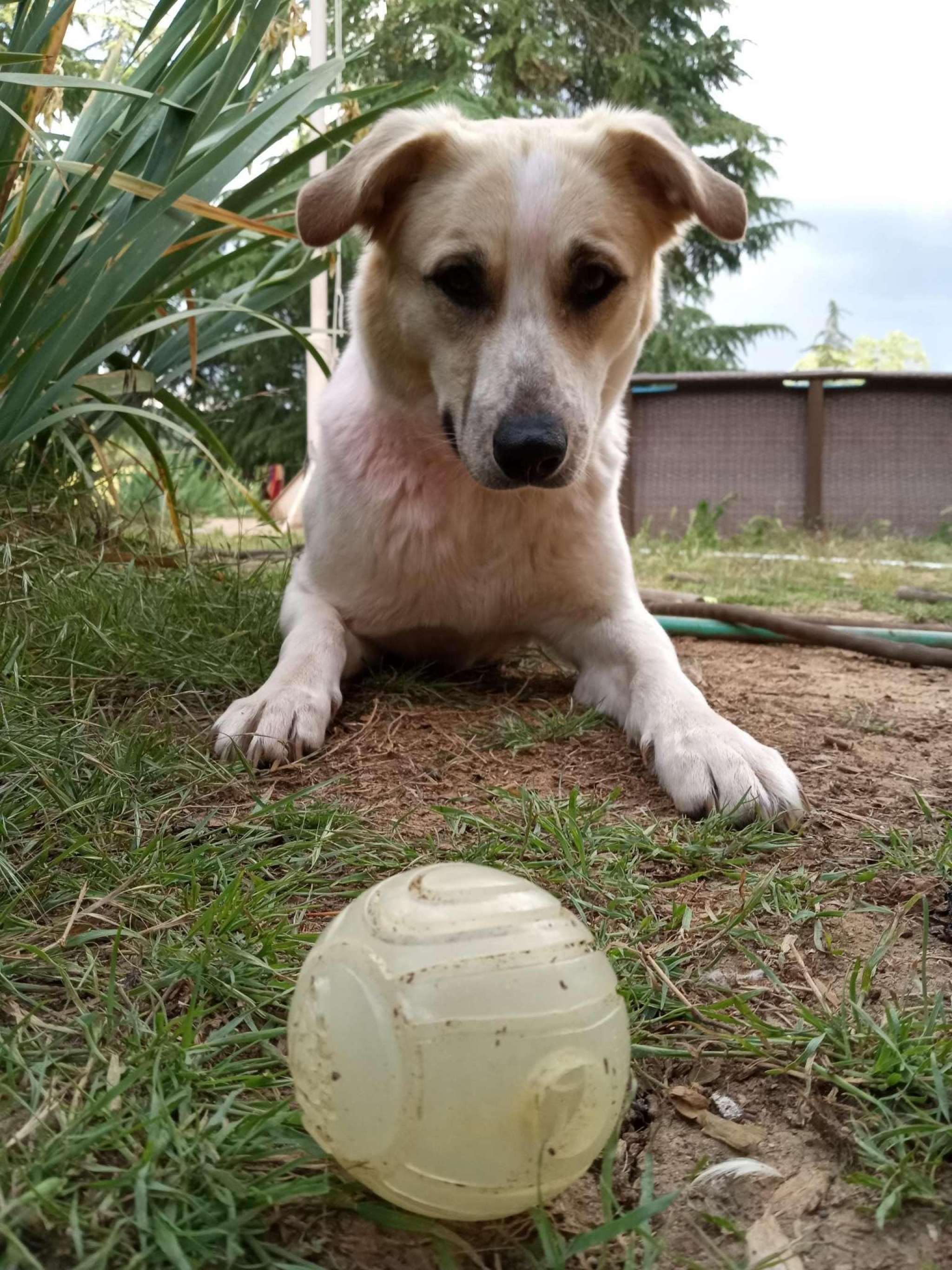 Female Australian Cattle Dog/Great Pyrenees mix - Stud Dog in ...