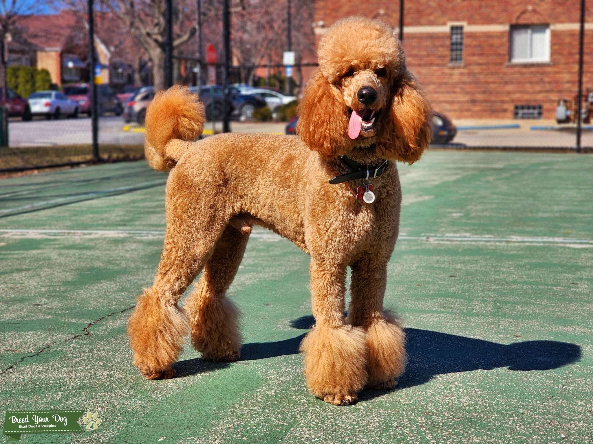 Red standard poodle Stud - Stud Dog in Chicago, Illinois, the United ...
