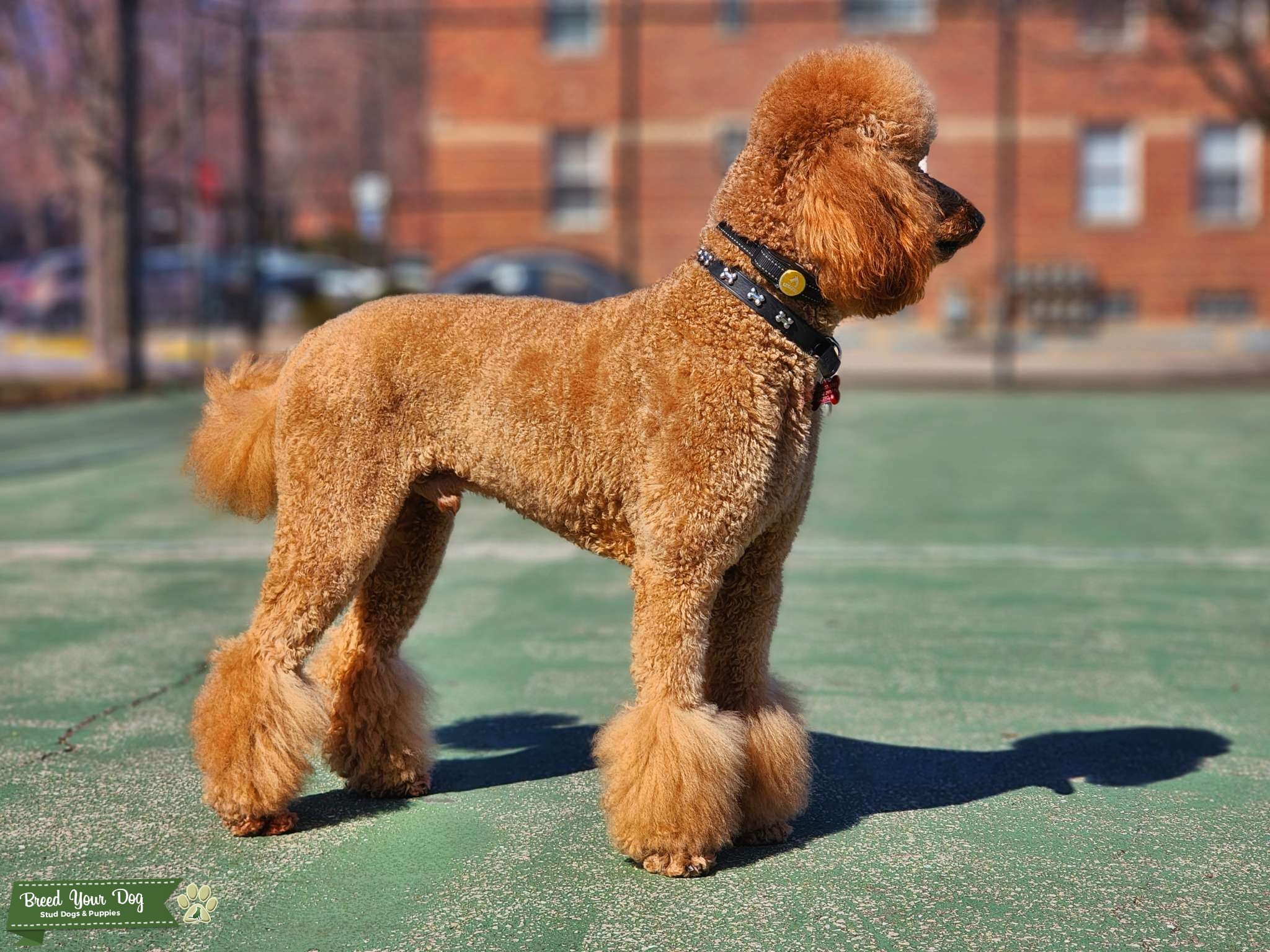 Red standard poodle Stud - Stud Dog in Chicago, Illinois, the United ...