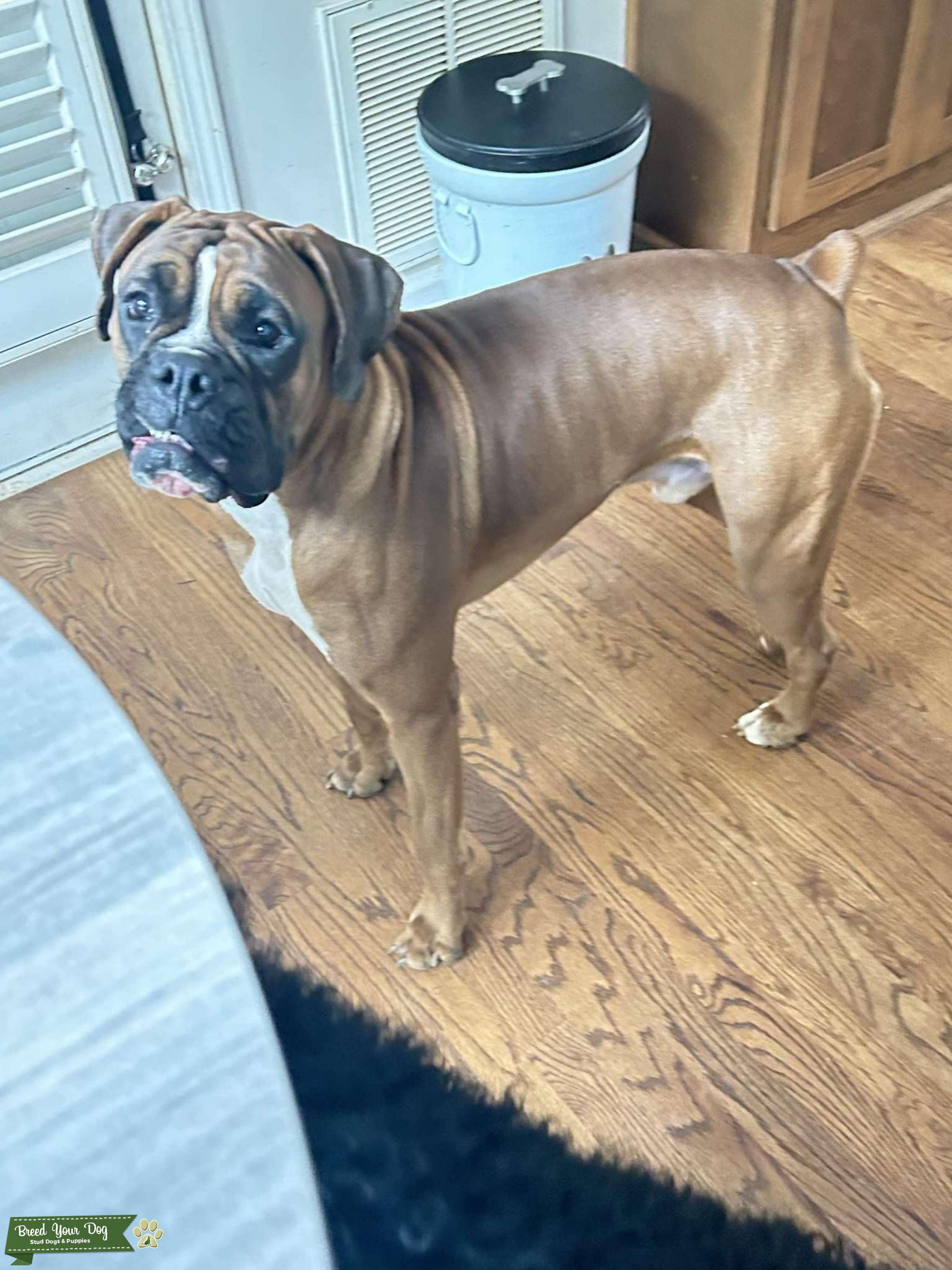 Akc fawn boxer - Stud Dog in Spartanburg , the United States | Breed ...