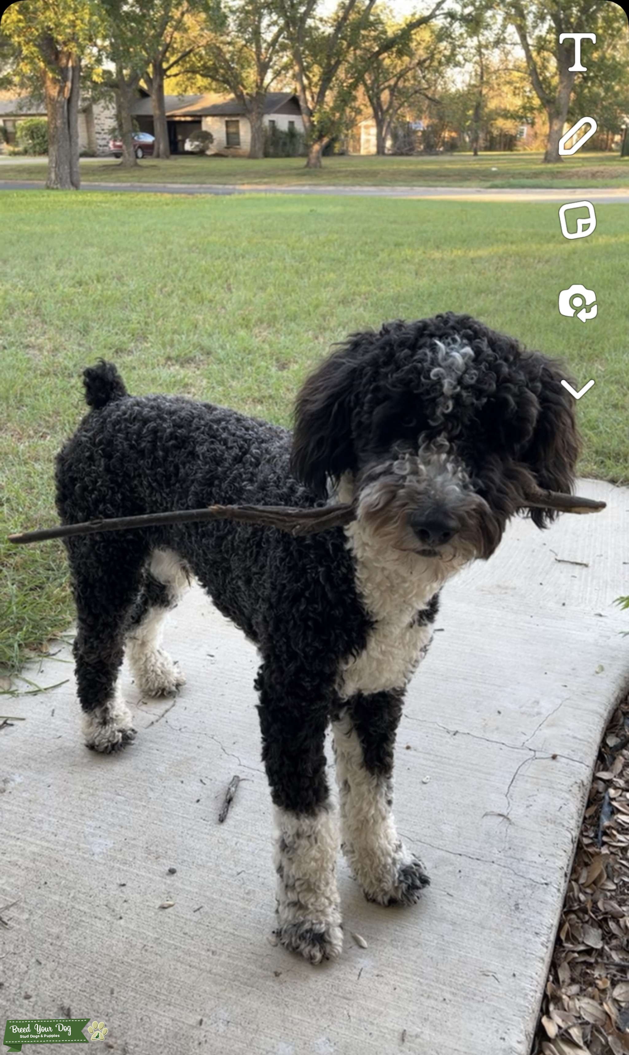 F1b Sheepadoodle - Stud Dog in Austin, TX, Germany | Breed Your Dog