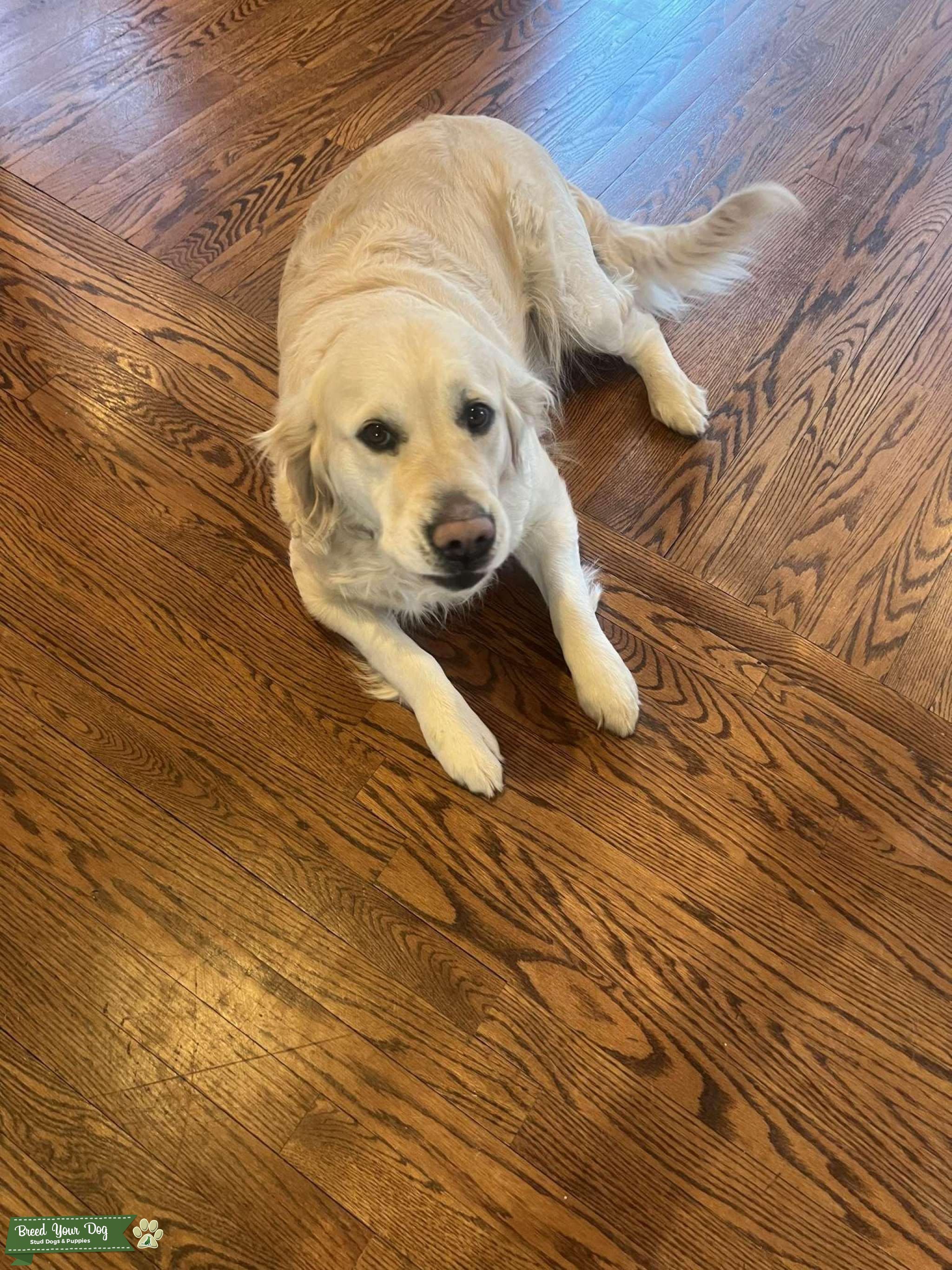 Pure Bred English Cream Golden Girl - Stud Dog in Long Valley NJ, the ...