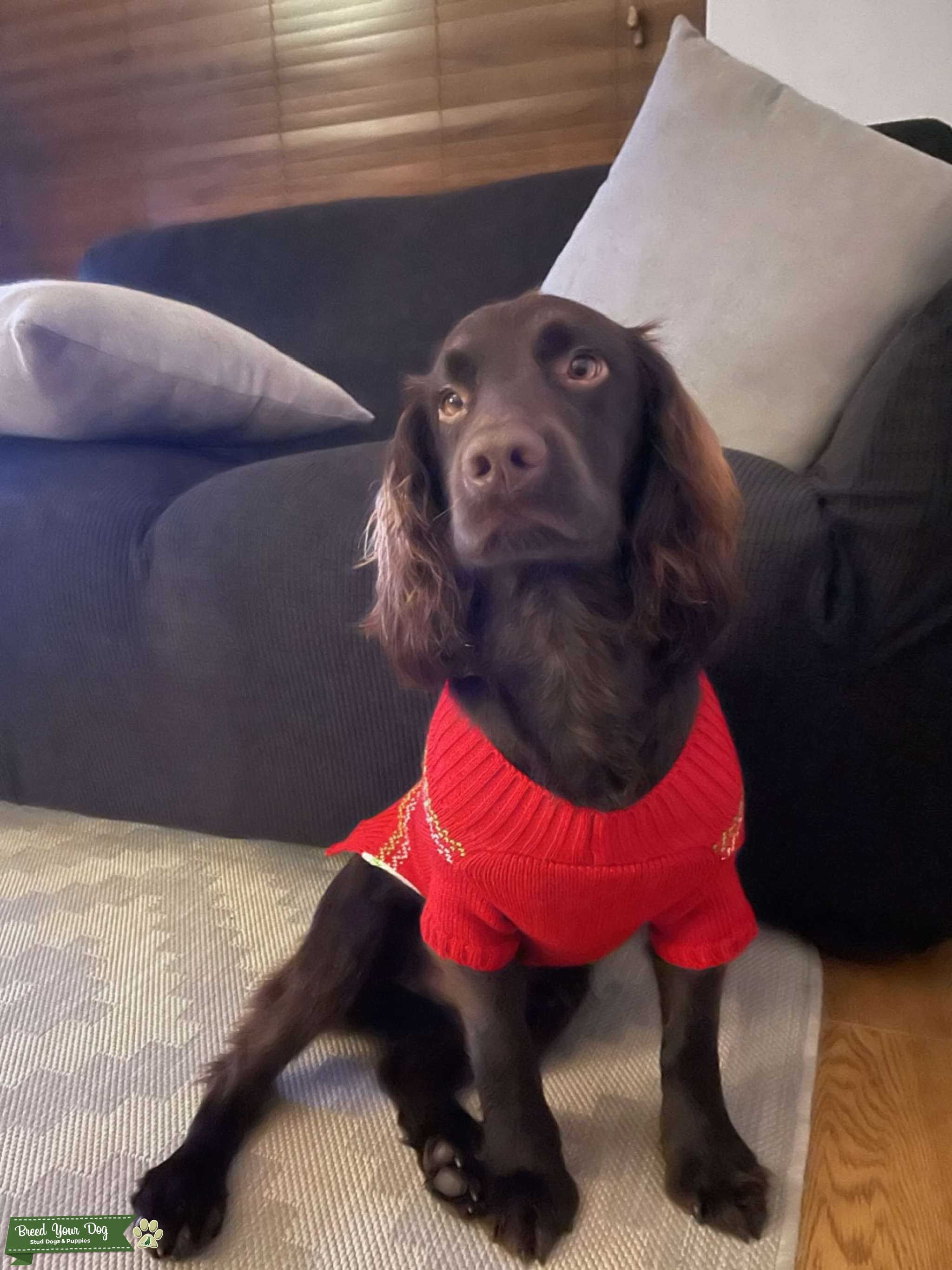 Stud working cocker spaniel - Stud Dog in Mid devon, Costa Rica | Breed ...