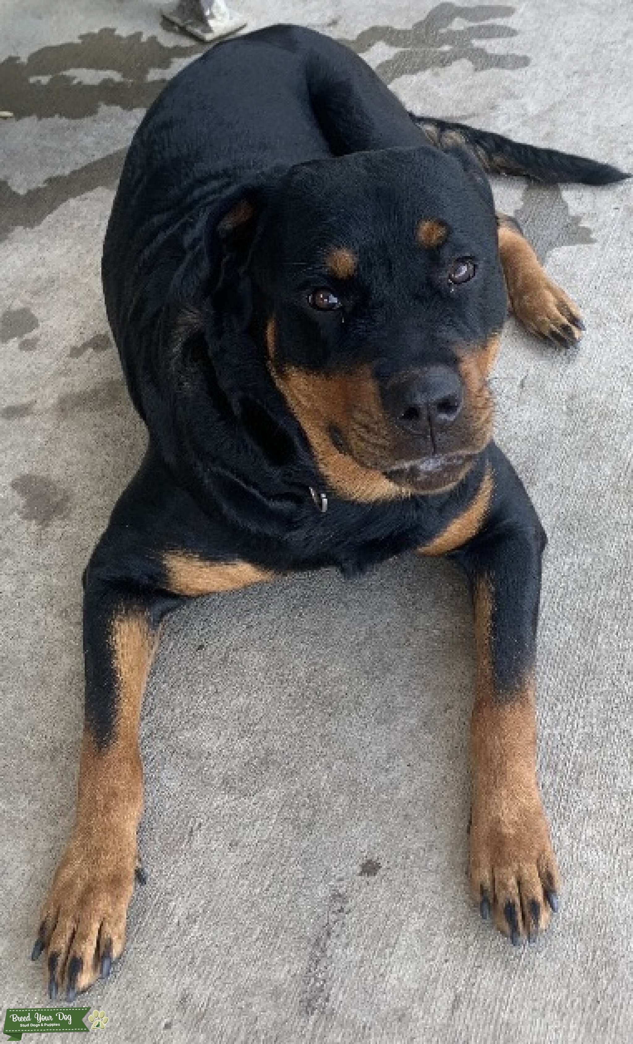 Female ROTTWEILER - Stud Dog in TX, the United States | Breed Your Dog