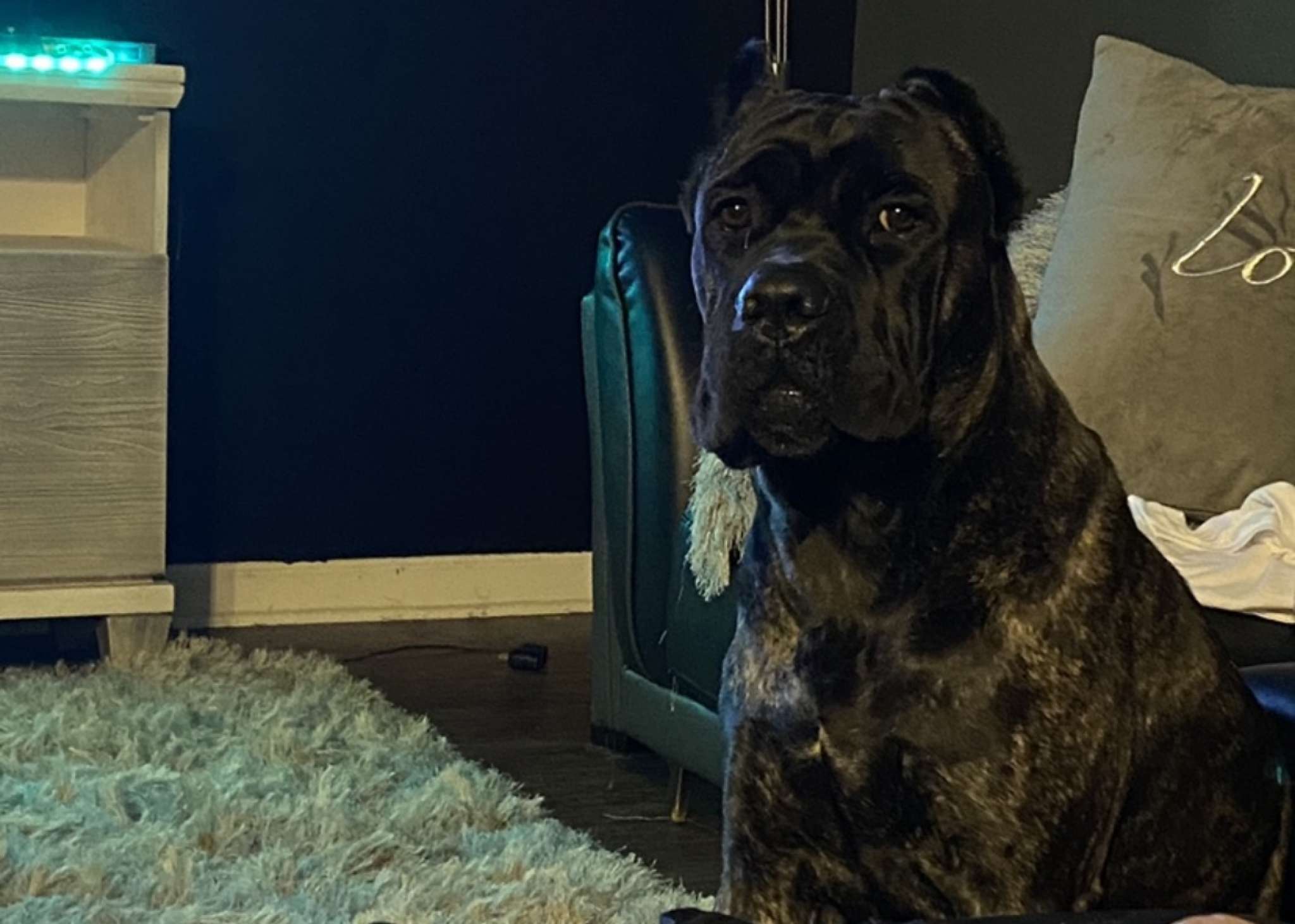 Brindle Male Cane Corso - Stud Dog in Atlanta , Georgia , United States ...