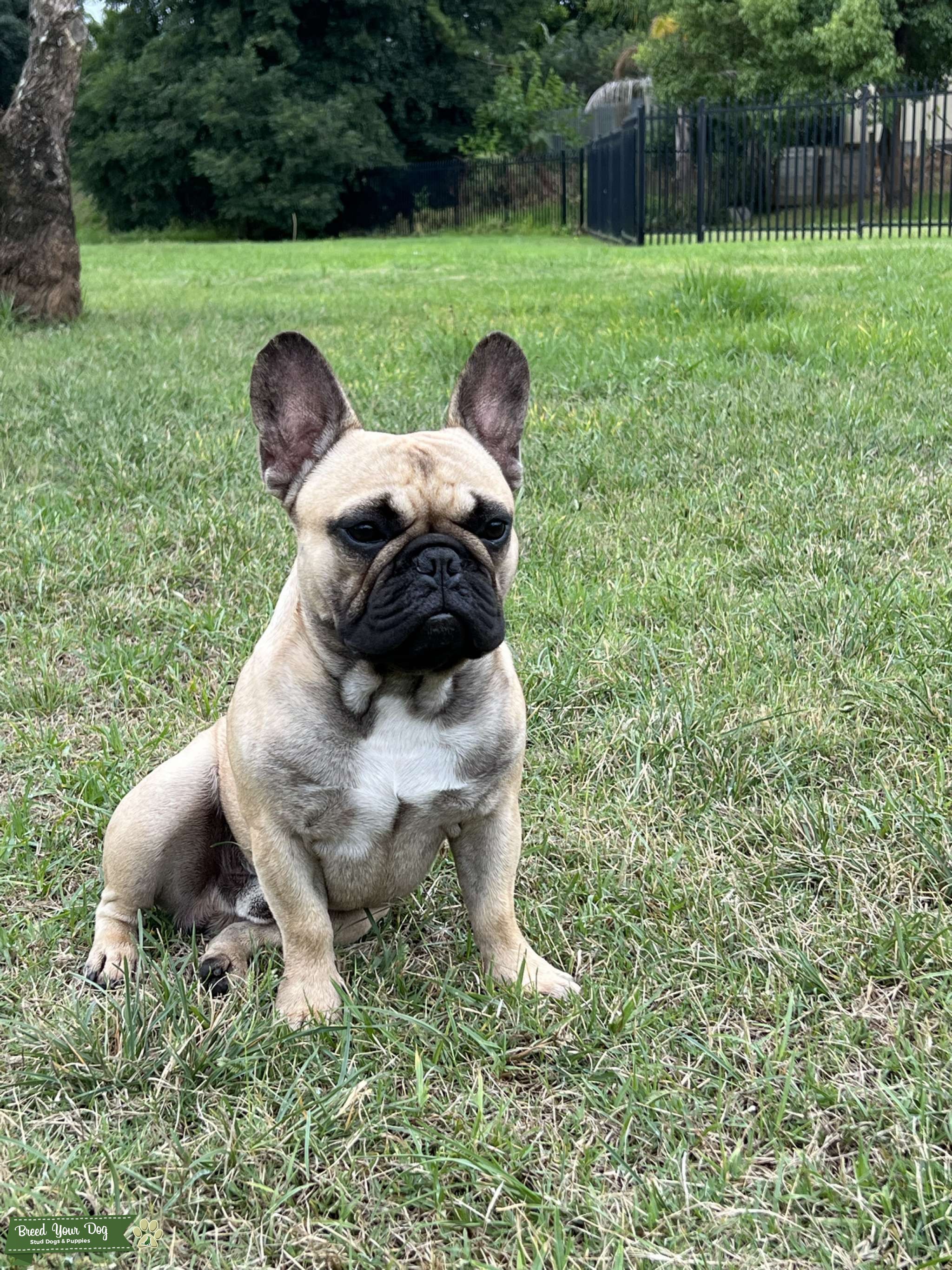 French bulldog Stud - Stud Dog in Sydney, the United States | Breed ...