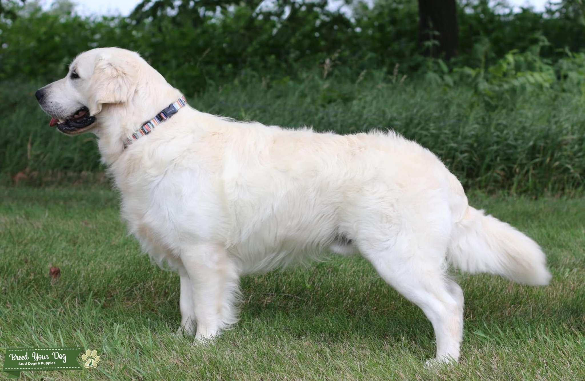 European All tested and clear English Cream - Stud Dog in Tennessee ...