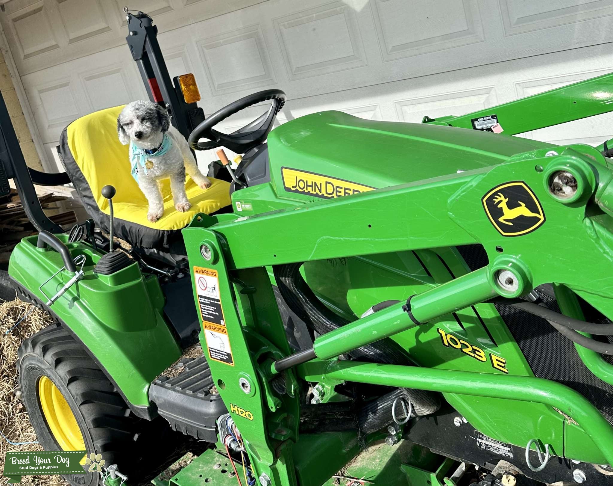 Mini Poodle Merle Blue - Stud Dog in Michigan, the United States ...