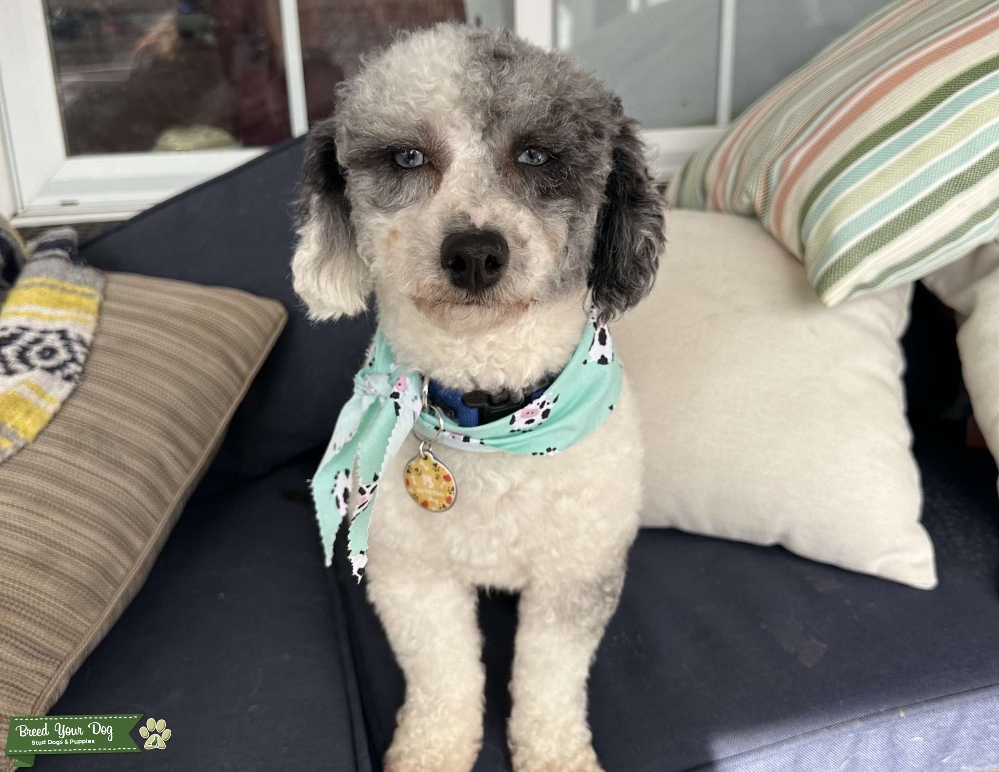 Mini Poodle Merle Blue - Stud Dog in Michigan, the United States ...