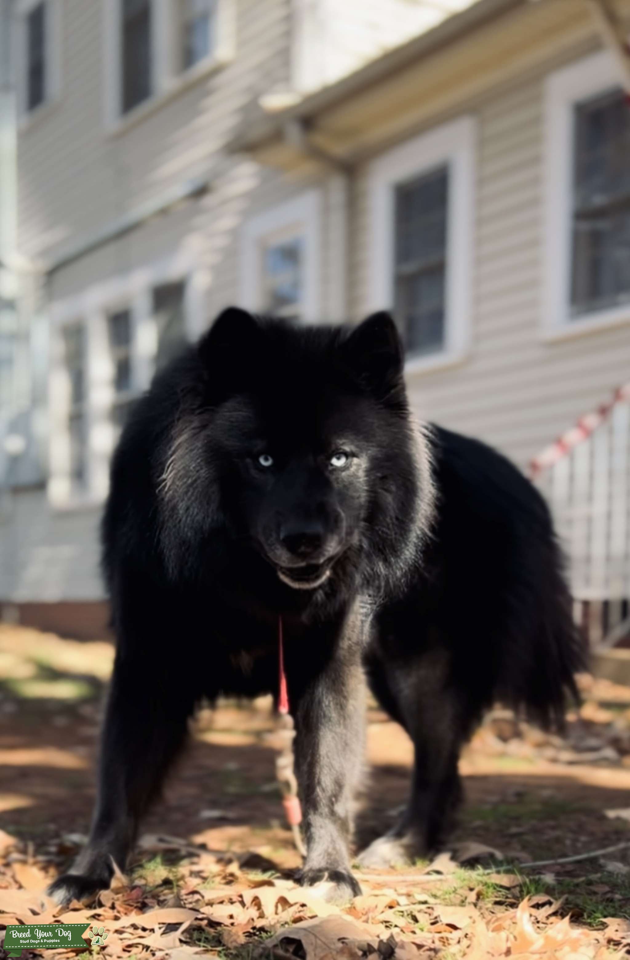Solid Black Wooly Husky Stud - Stud Dog in Texas, the United States ...