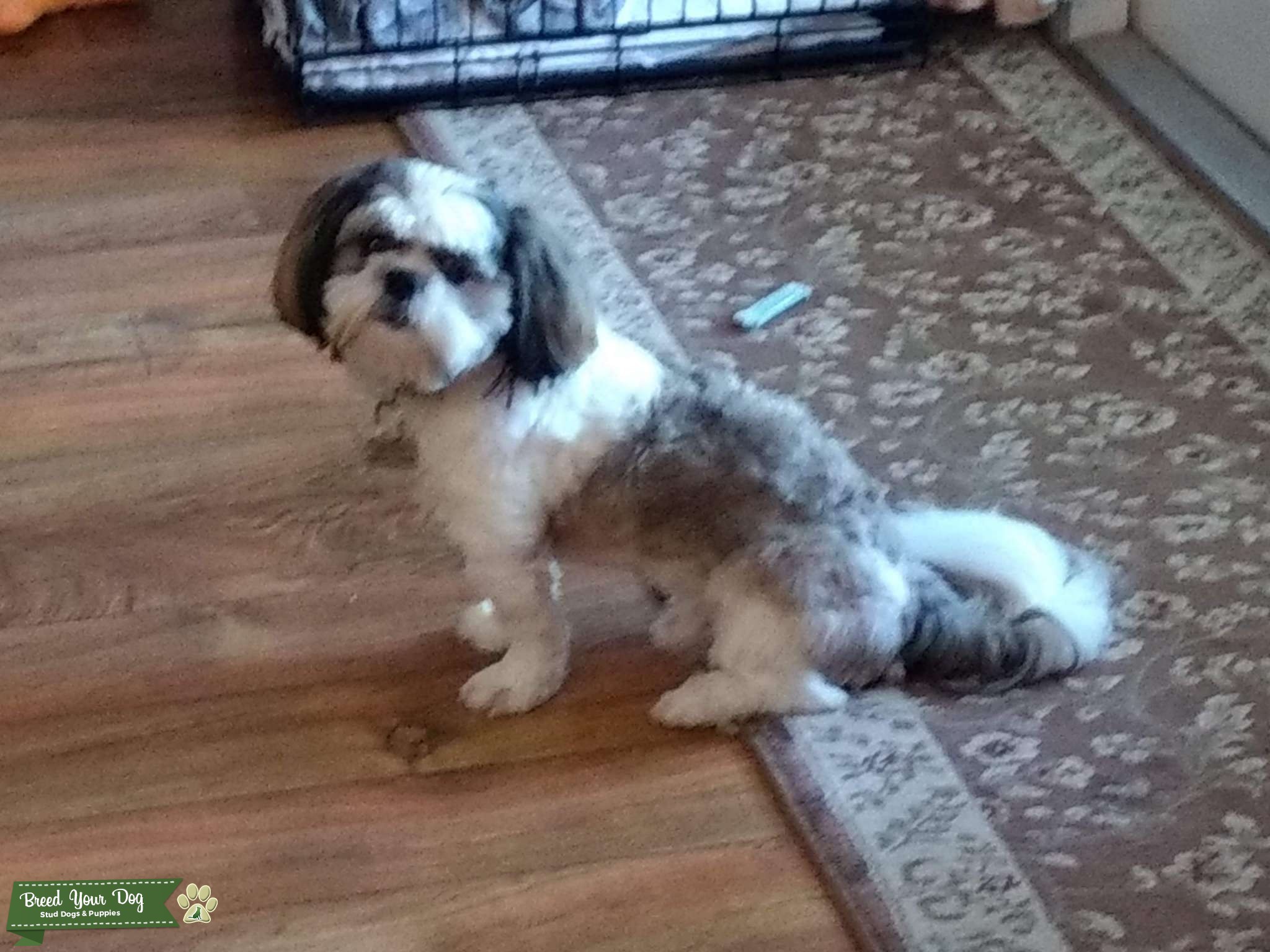 Stud dog - Stud Dog in Florida, United States | Breed Your Dog